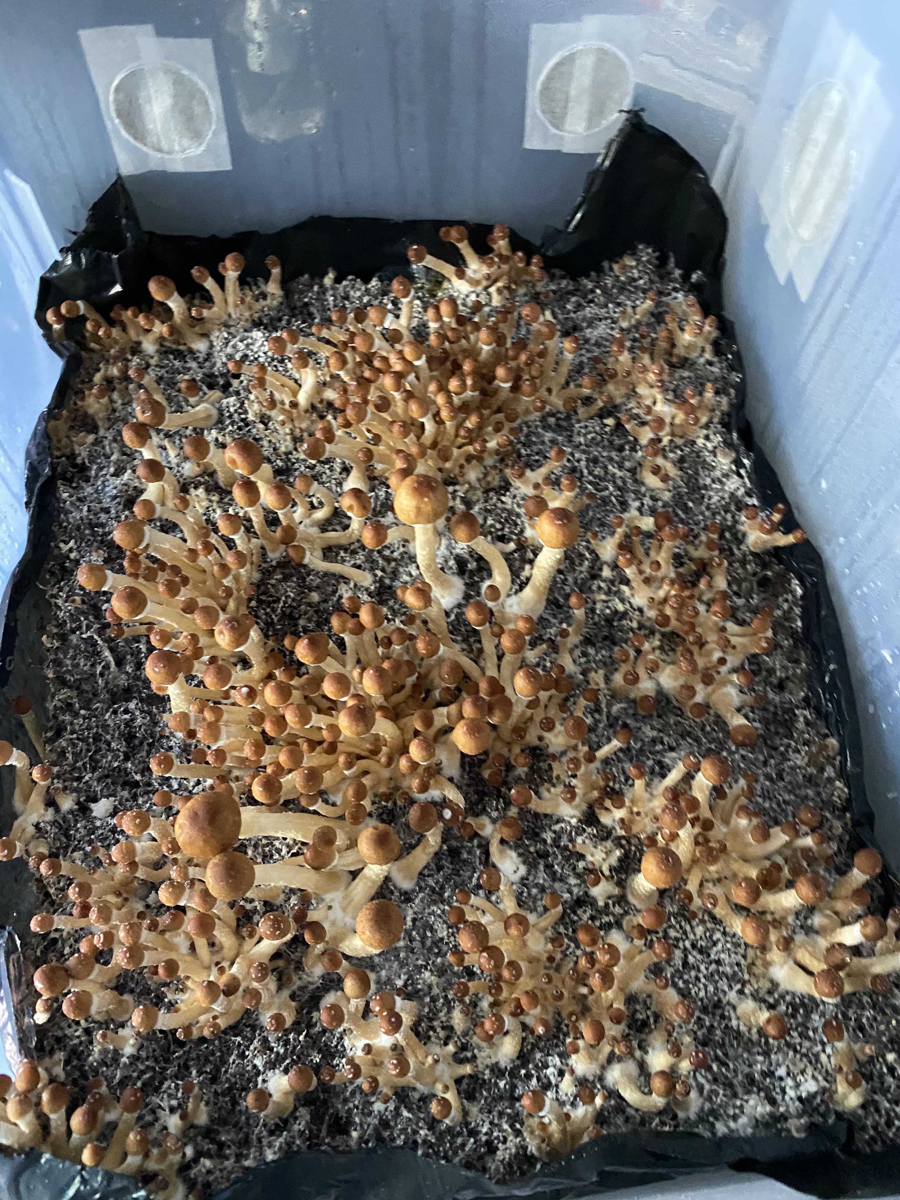 2nd try first flush. Still working on it. Any tips are welcome 😊 | Scrolller