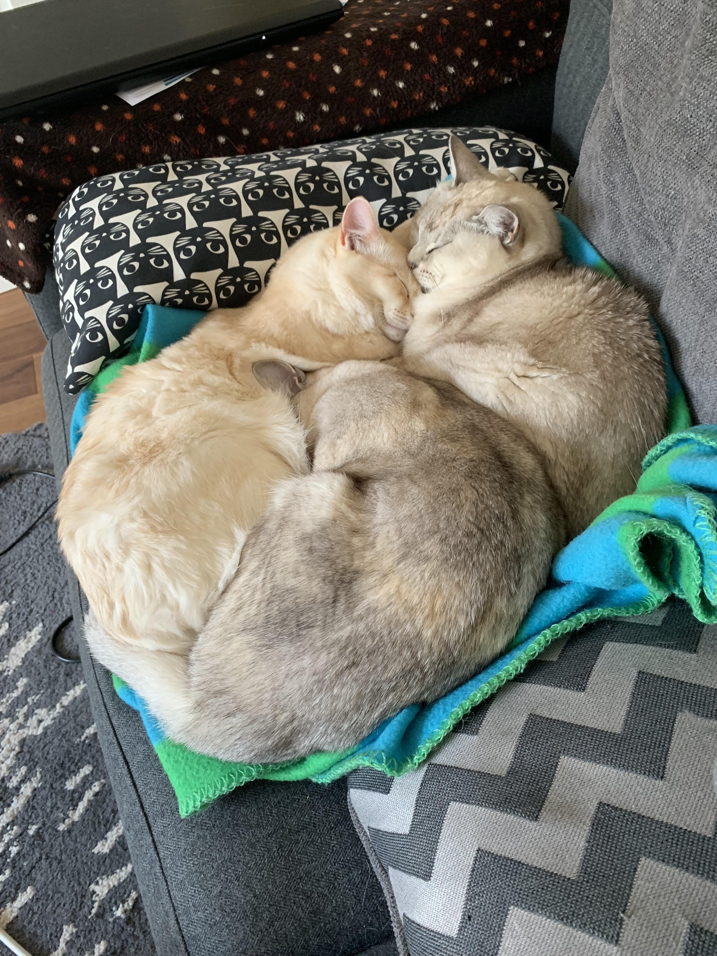 3/4 cuddle puddle | Scrolller