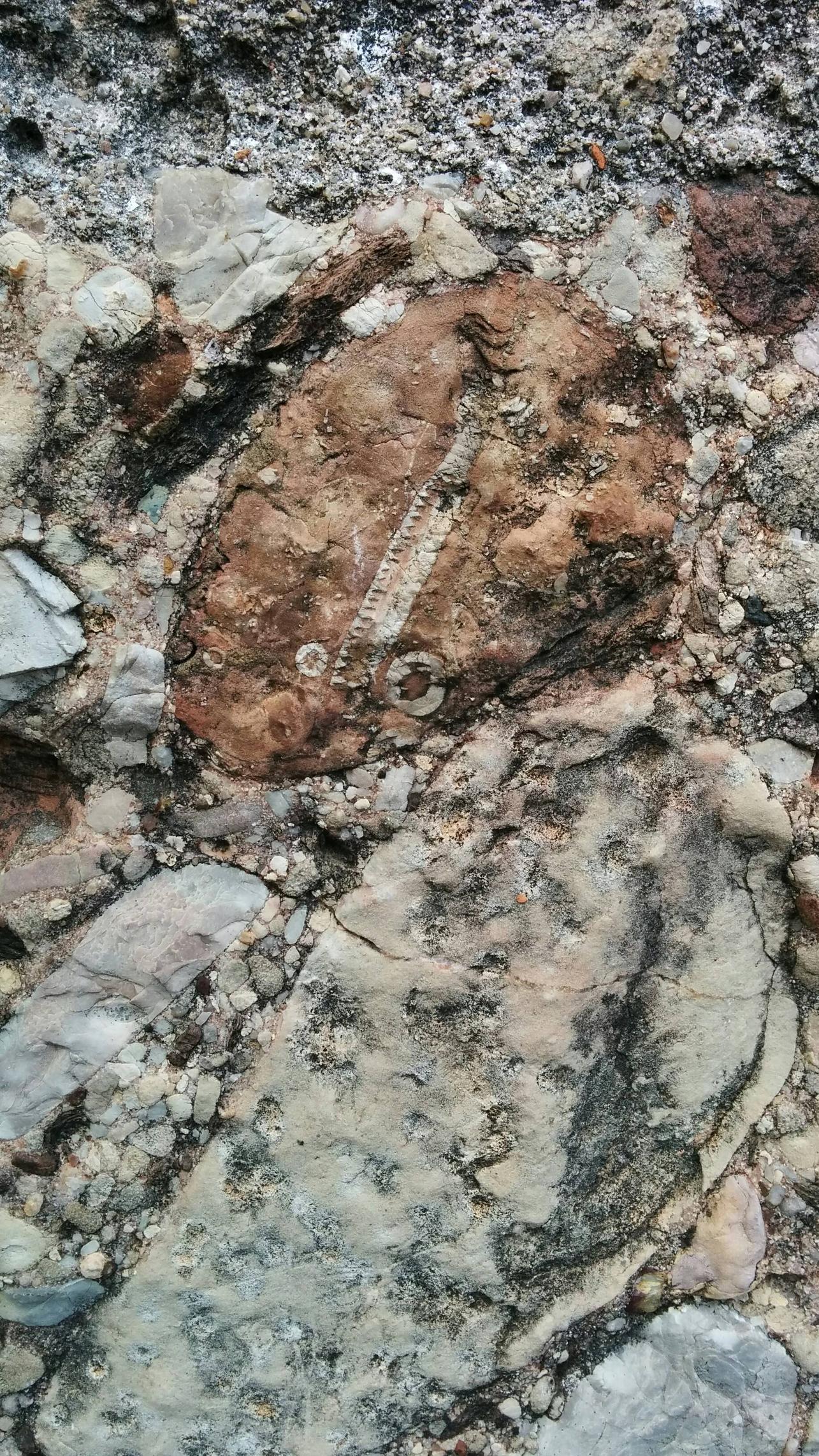 3 belemnite fossils [1836 x 3264] [OC] [NSFW?] | Scrolller