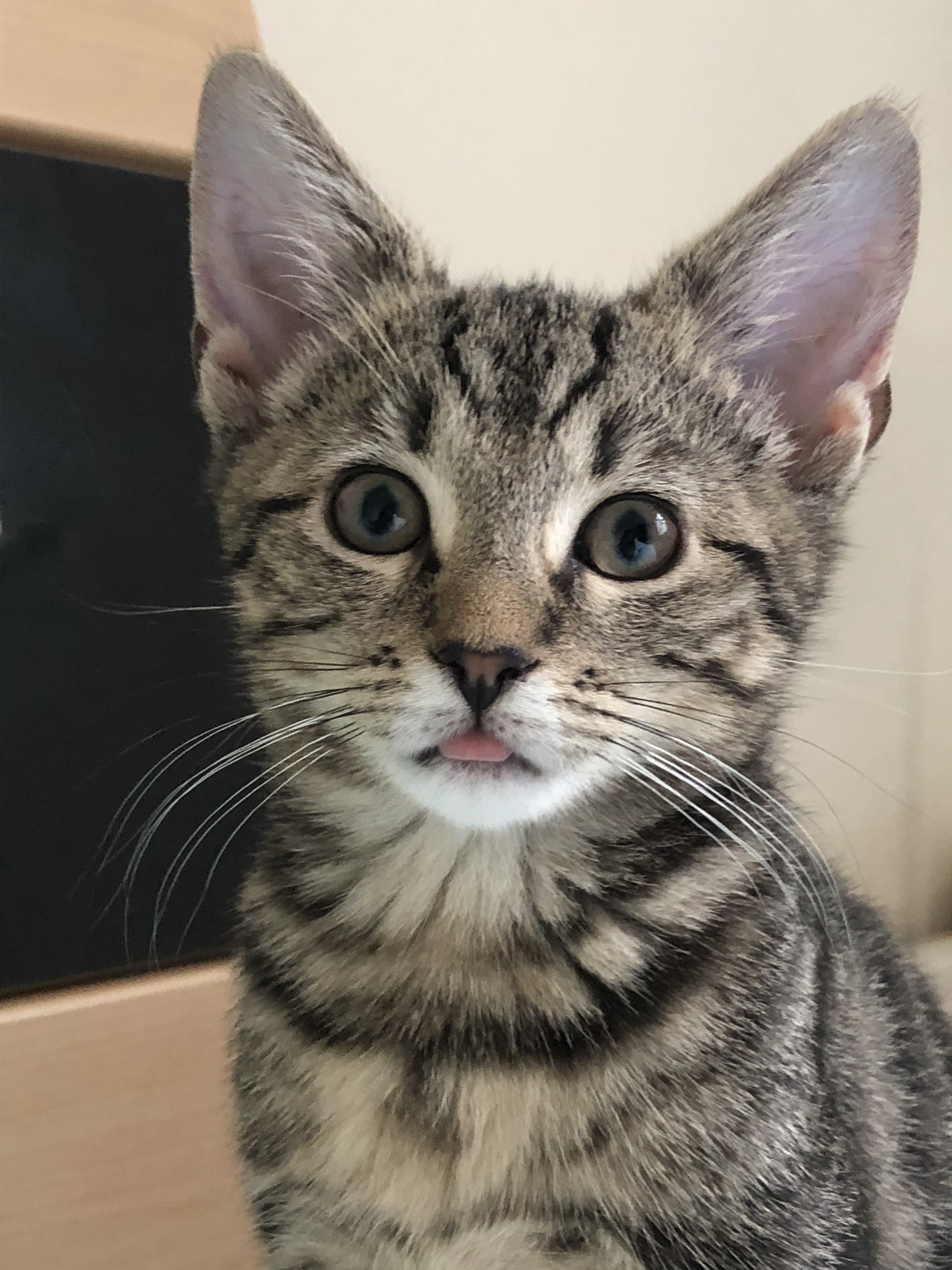 3 Month Old Blep! | Scrolller