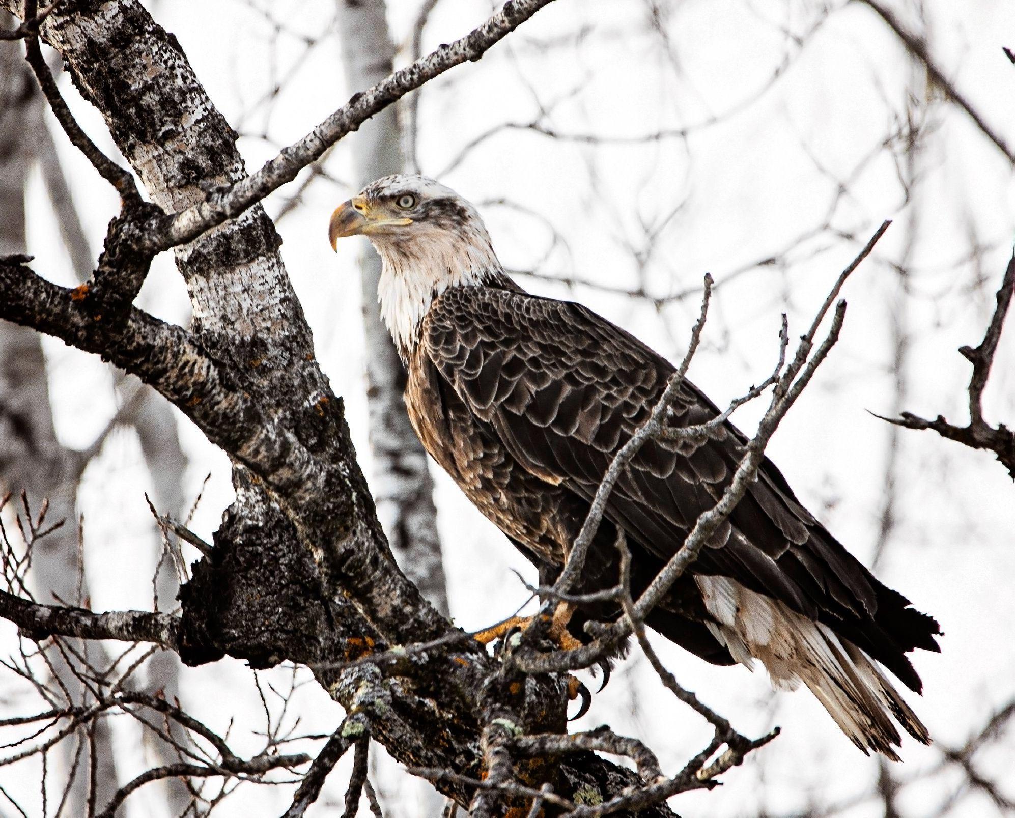 4-year old bald eagle | Scrolller