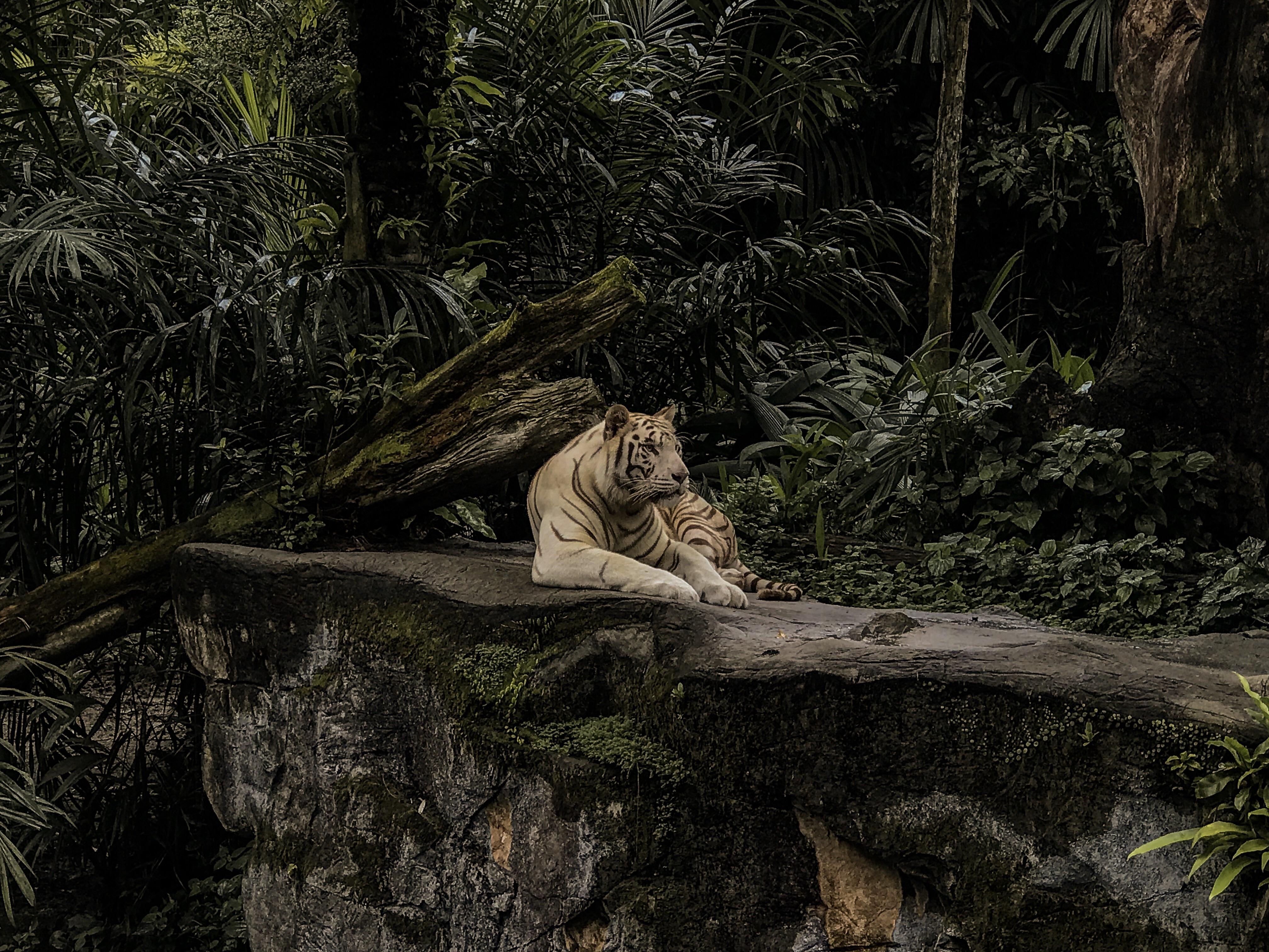 [4032x3024][OC] hello mr tiger | Scrolller