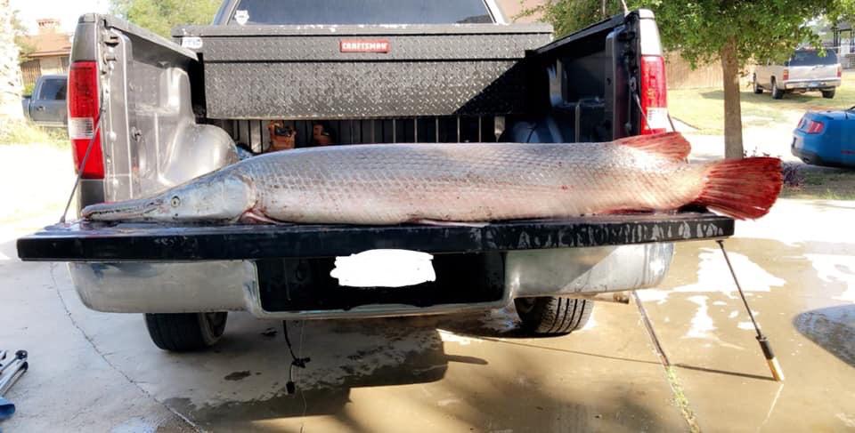 5’10” Alligator Gar | Scrolller