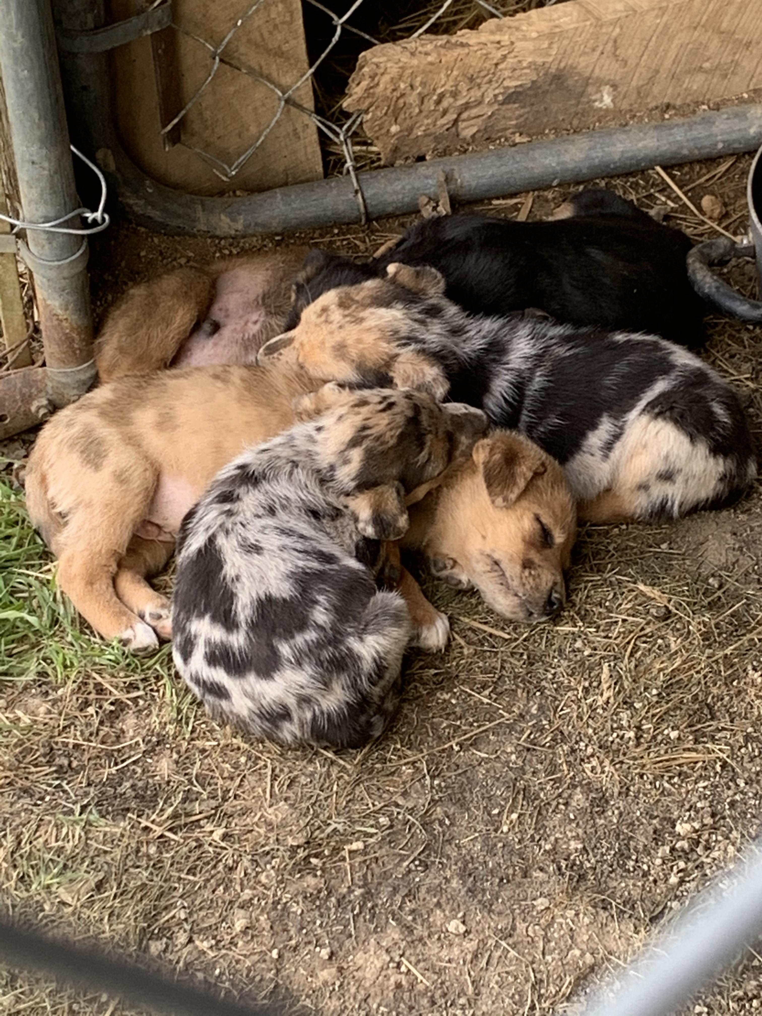 5 week old puppy cuddles | Scrolller