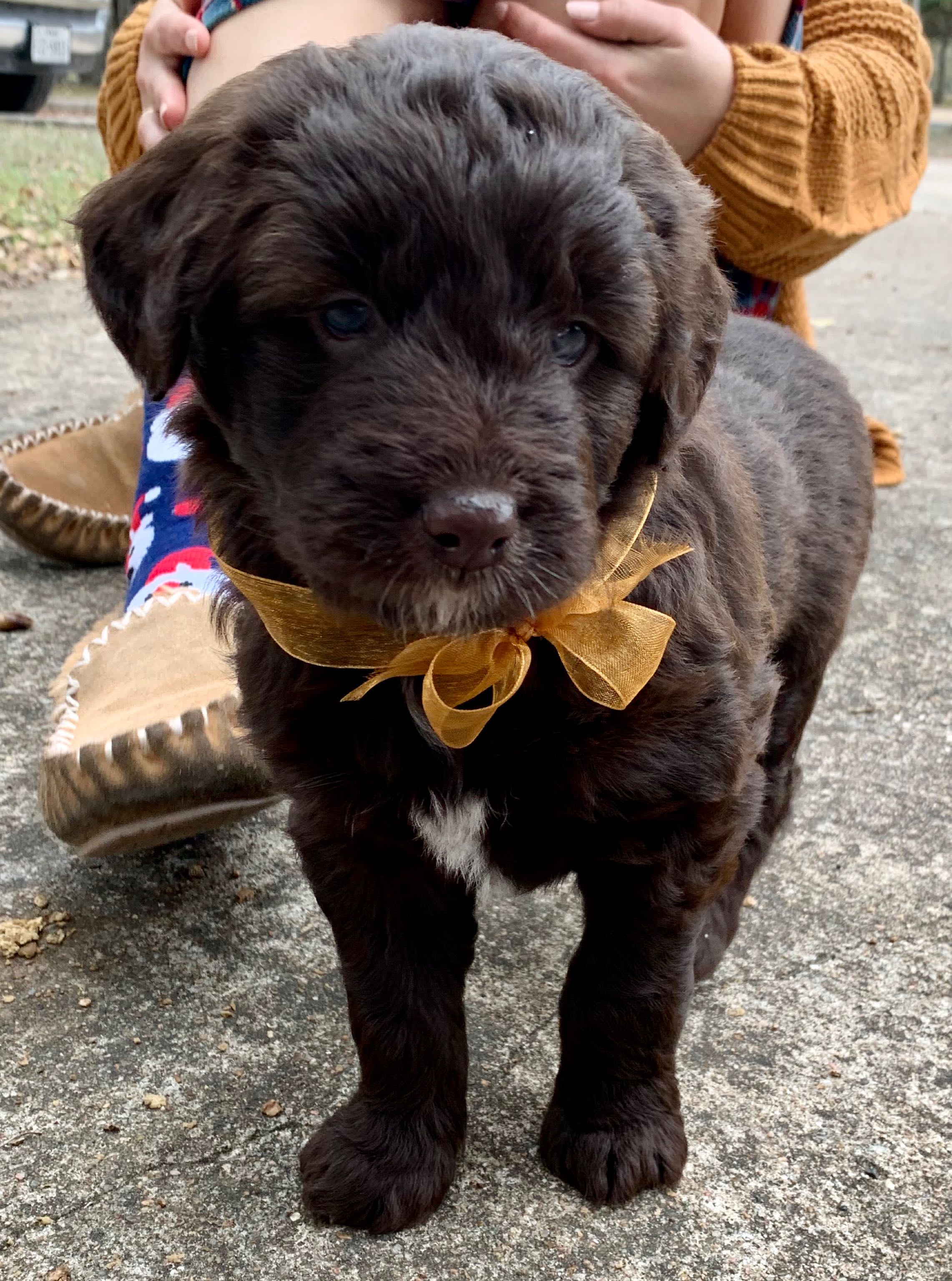 5 weeks old! Meet Noodles! She comes home soon! | Scrolller