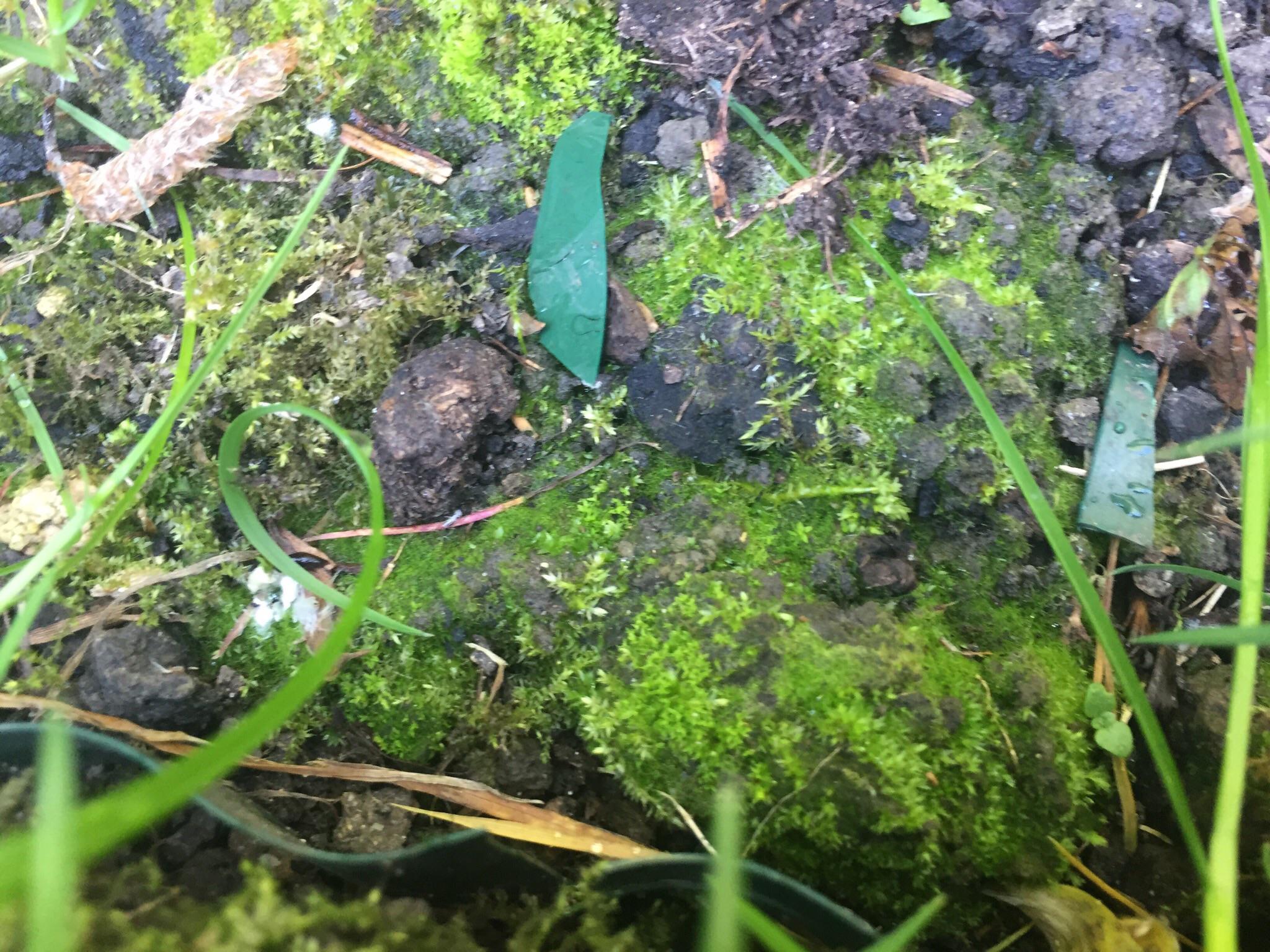 50 shades of moss | Scrolller