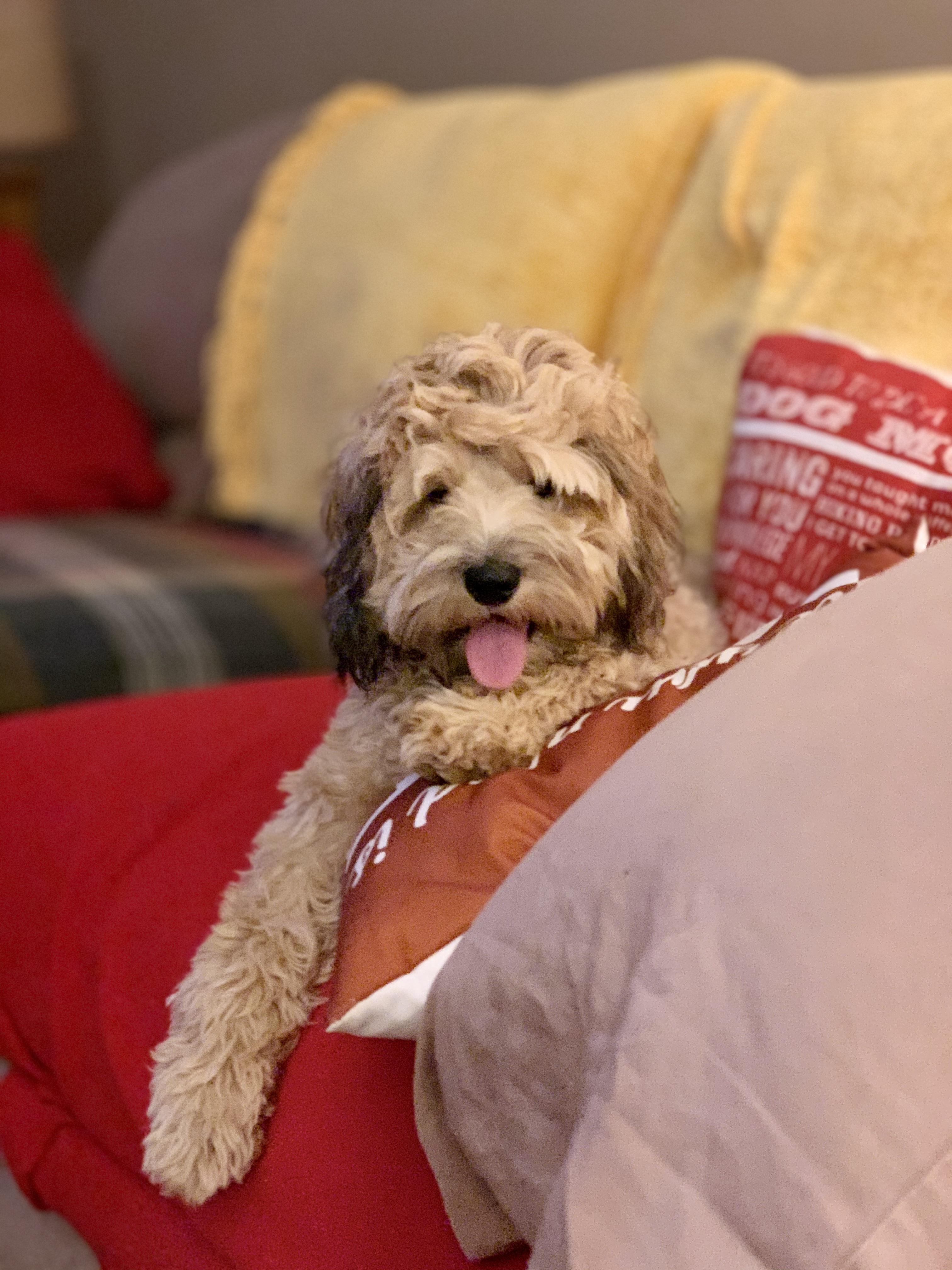 6 month old Sydney figured out how to get on the couch and is so happy with herself. | Scrolller