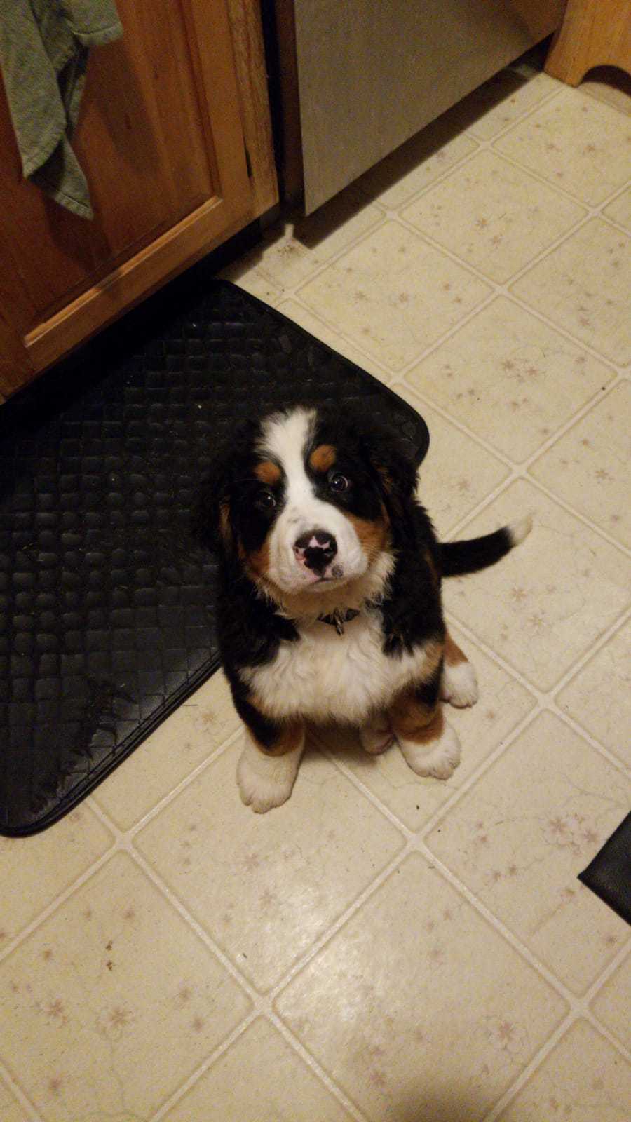 9 weeks old! Our first family puppy and we are already in love. We need to name him! Any ...