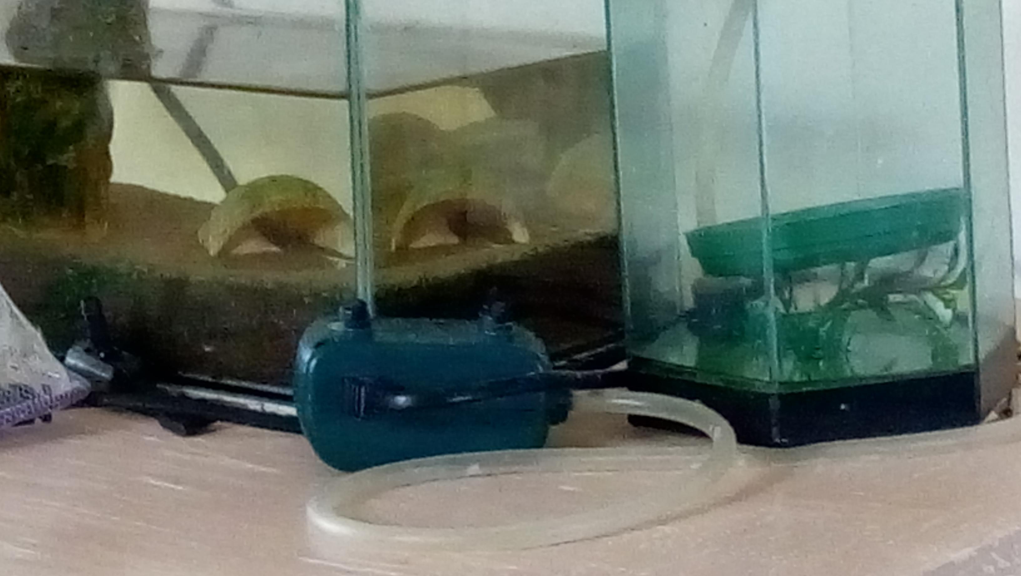 A alligator | Scrolller