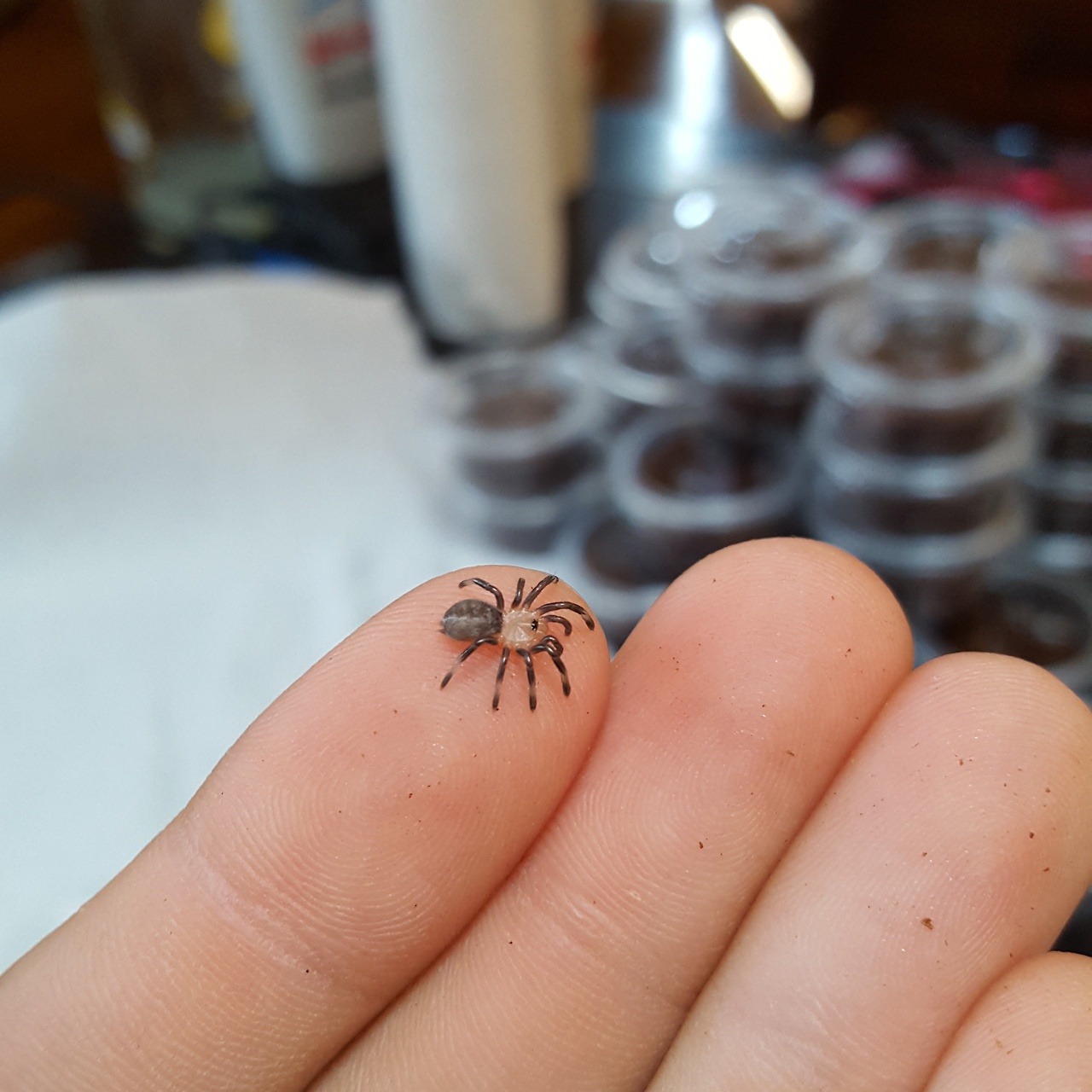 A baby Venezuelan Sun Tiger Tarantula | Scrolller