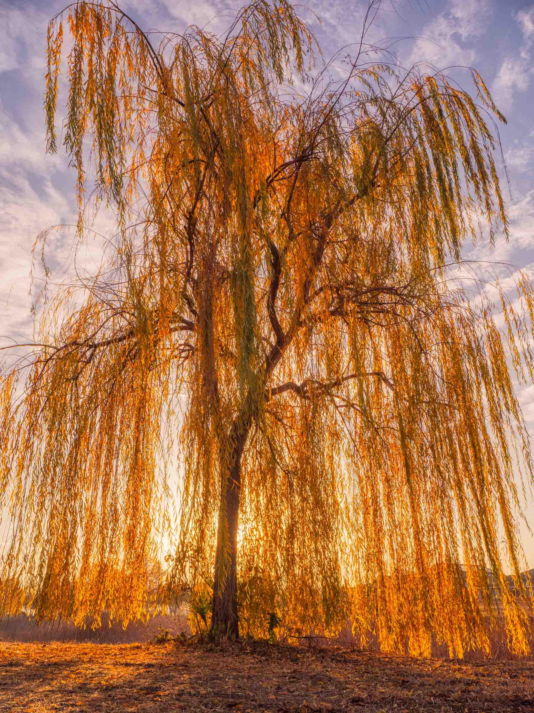 A Backlit Weeping Willow: Panasonic GX8/Panasonic 14-42 II kit lens | Scrolller