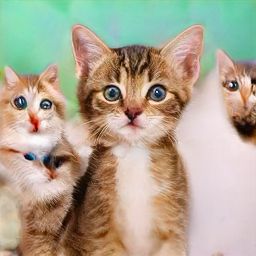 A bad batch of catnip | Scrolller