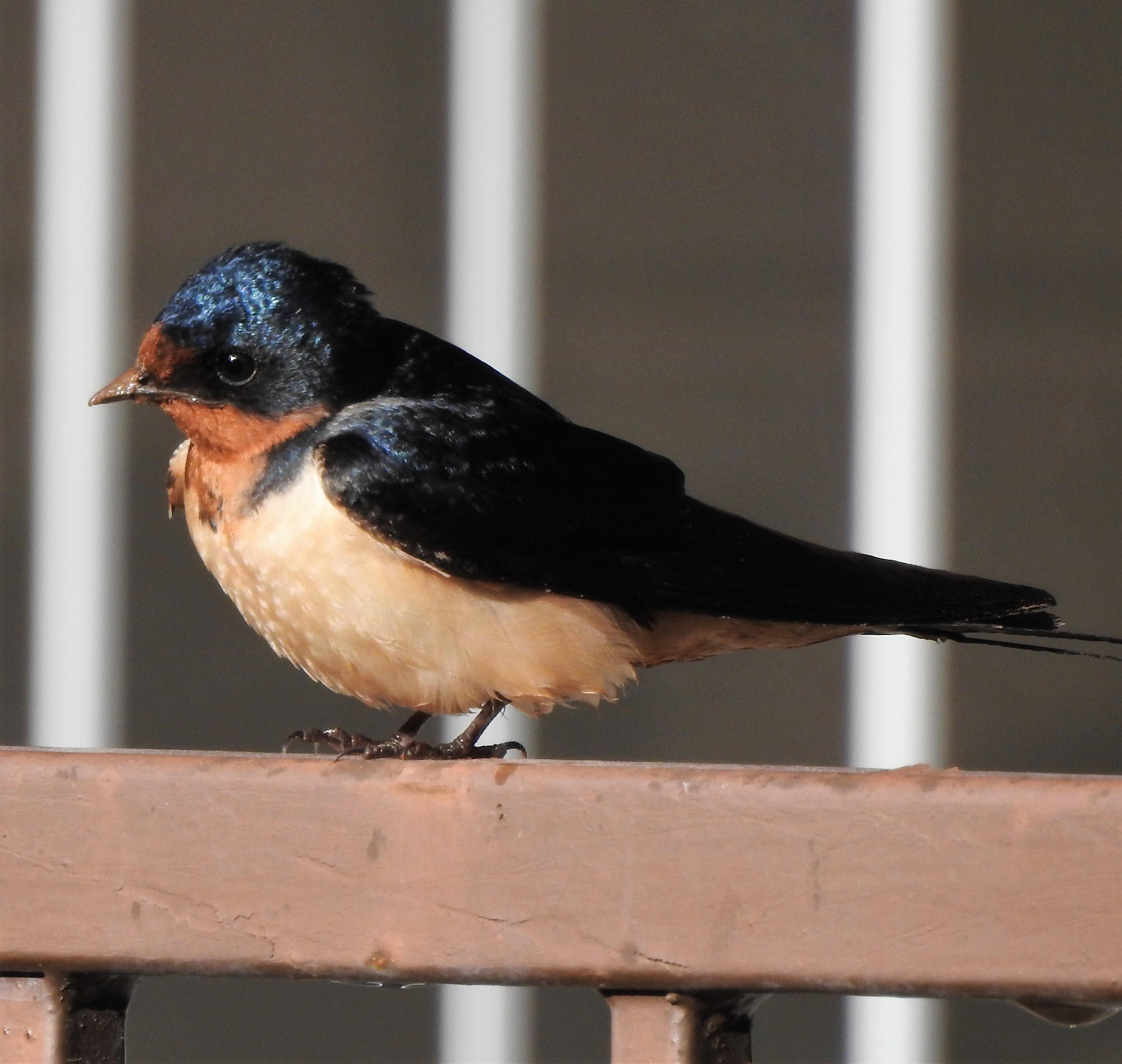 A Barn Swallow Came To Visit | Scrolller