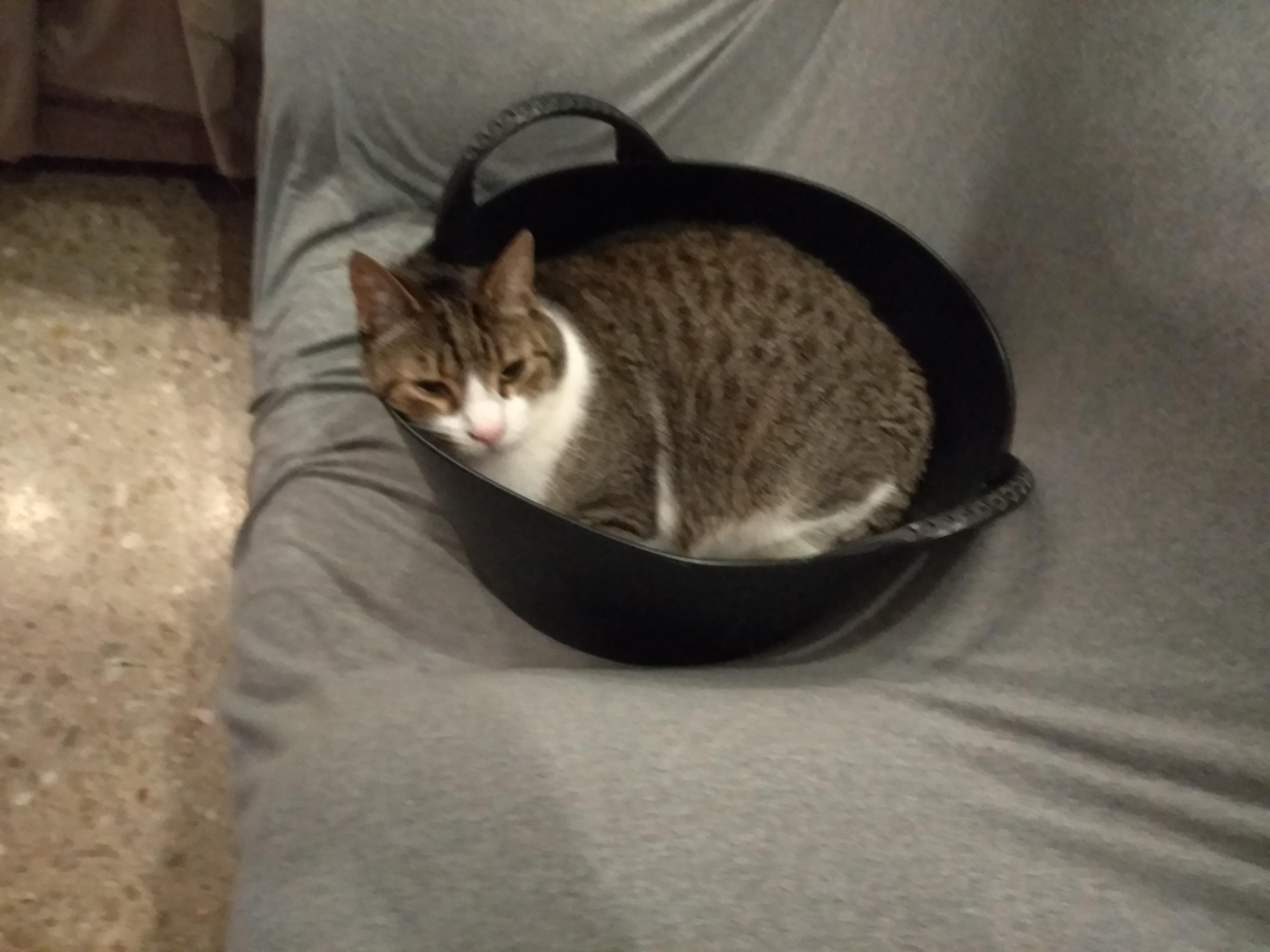 A basket | Scrolller