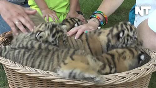 A basket full of baby tigers! | Scrolller
