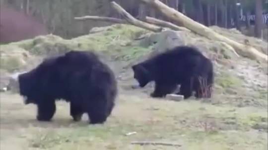 A Bear is Like a Big Cat, Right? | Scrolller