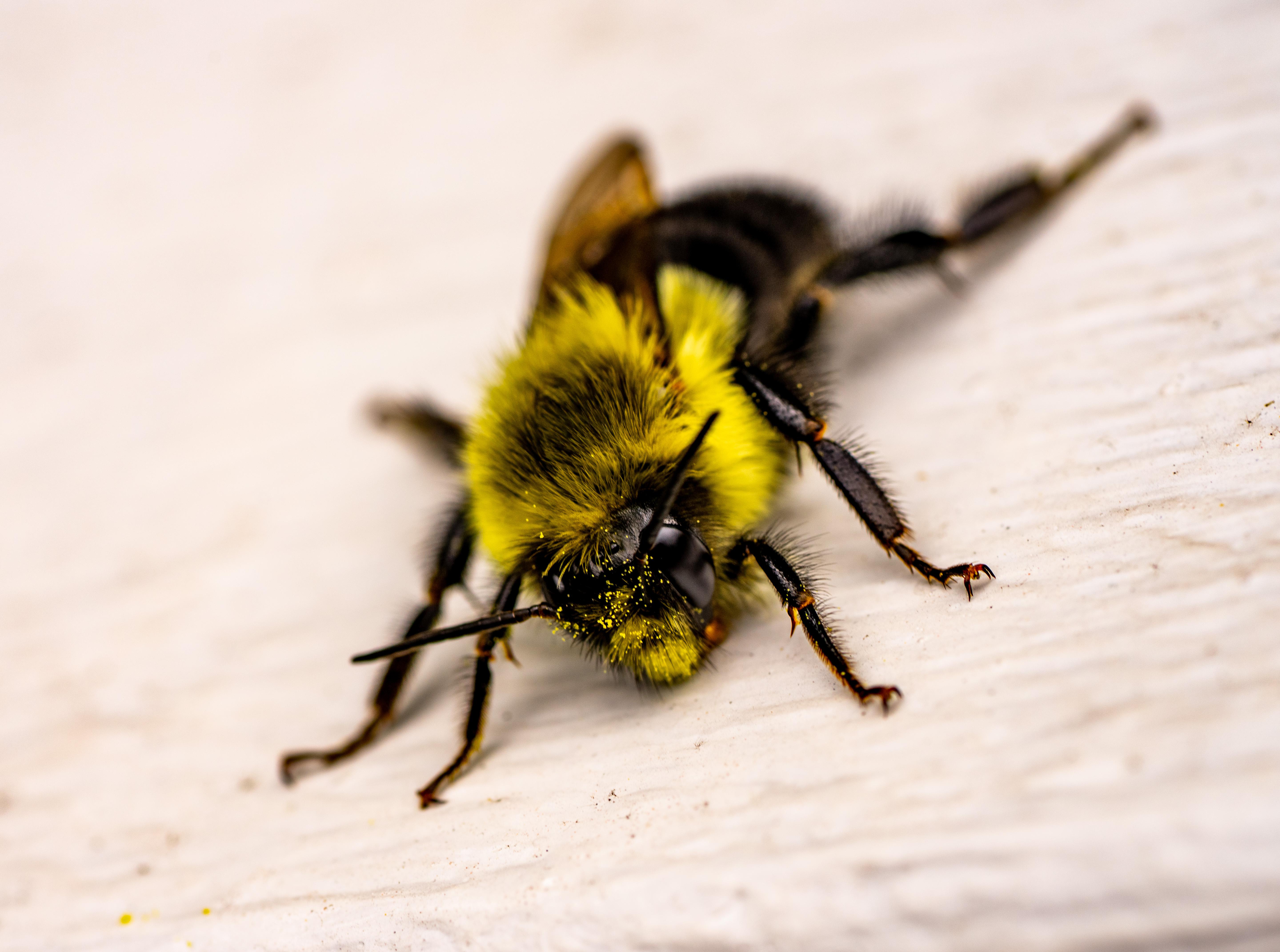 A bee with some pollen | Scrolller
