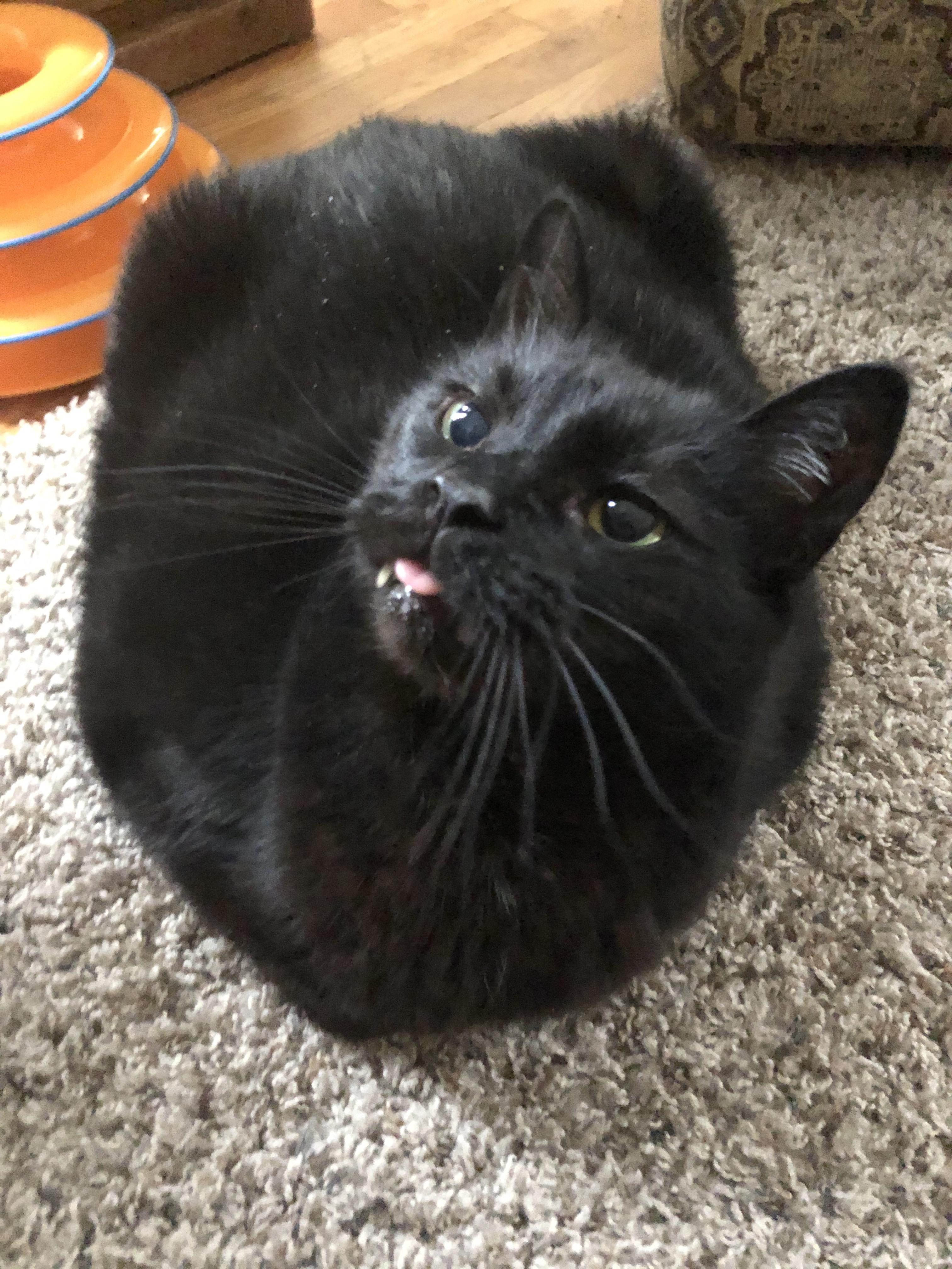 A birthday blep, 12 years old ️ | Scrolller