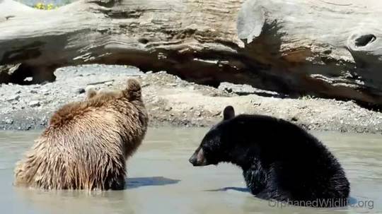A black bear and his grizzly | Scrolller