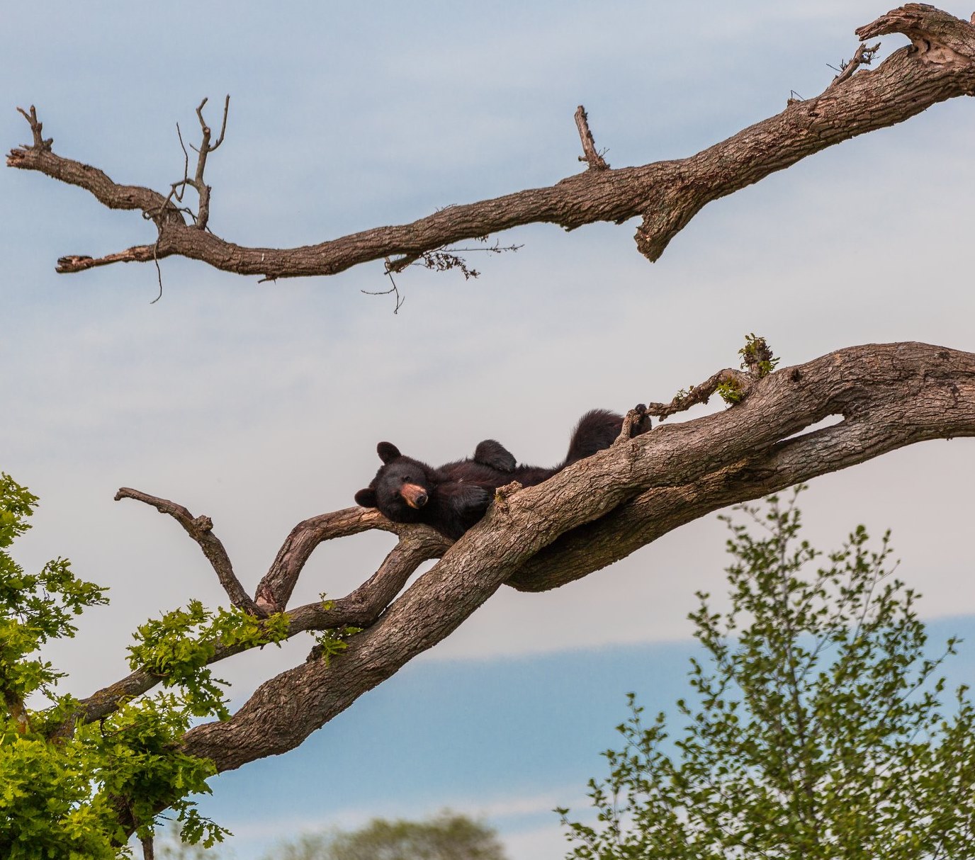 🔥 A black bear in his element | Scrolller
