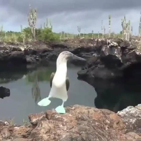 A Blue-footed Booby proudly showing off their very impressive feet | Scrolller