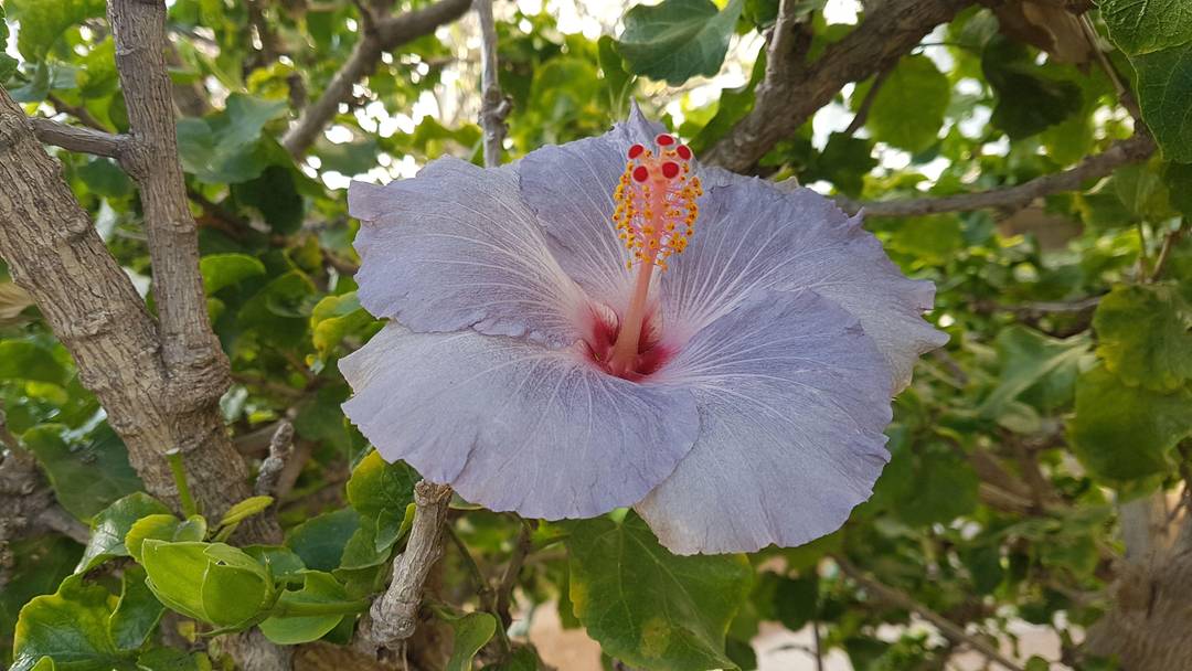 A blue-hued Hibiscus rosa-sinensis | Scrolller