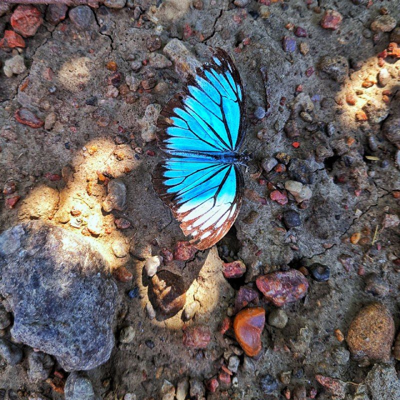 A Blue morpho Butterfly- | Scrolller