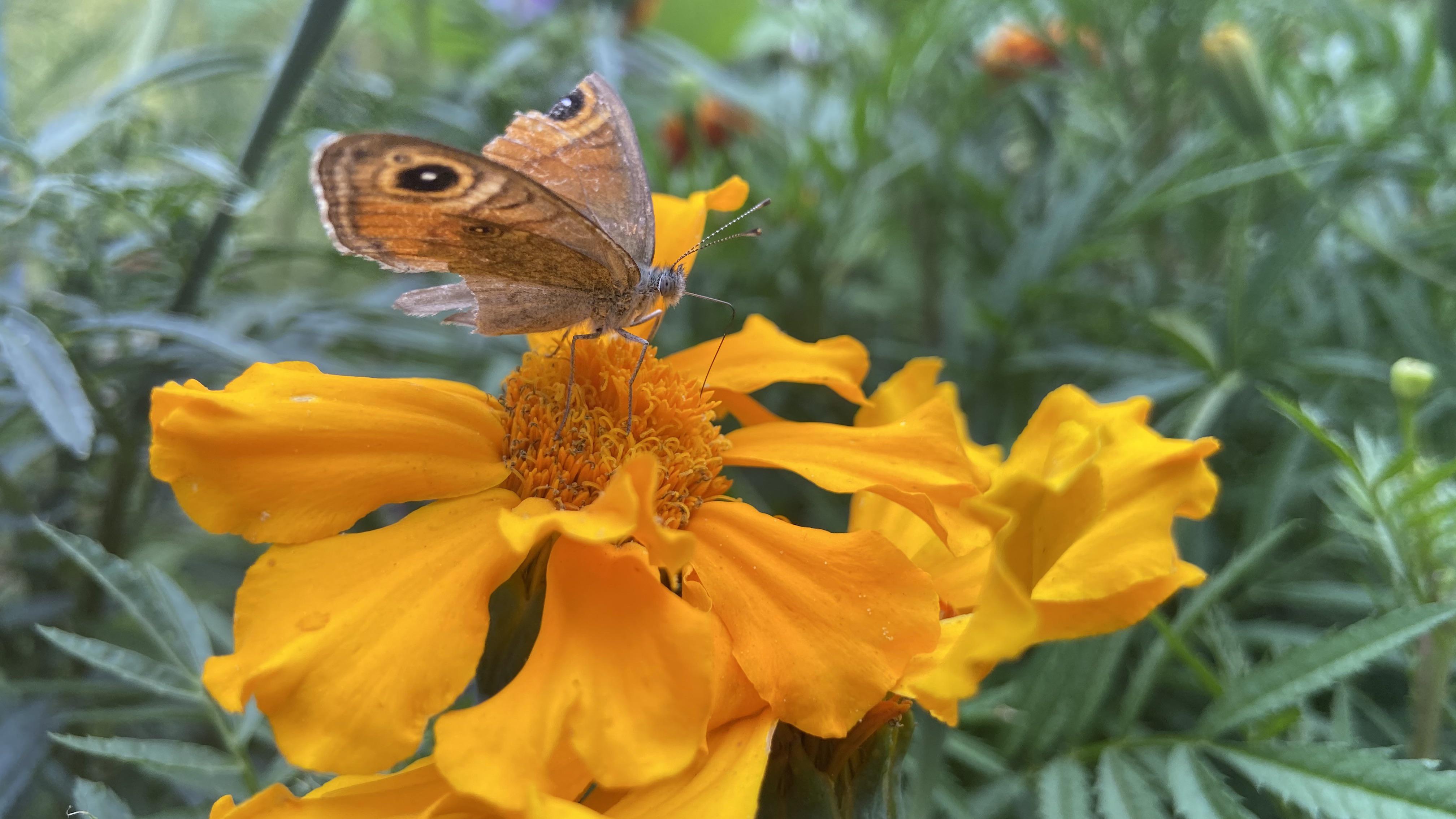 🔥 A butterfly and its proboscis,taken by me | Scrolller