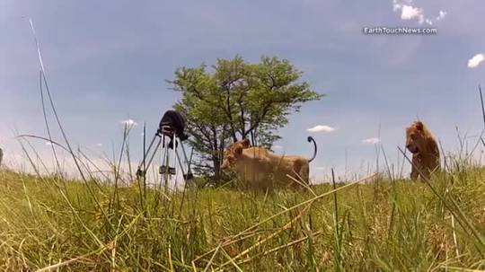 Big or small, all cats are ultimately the same | Scrolller