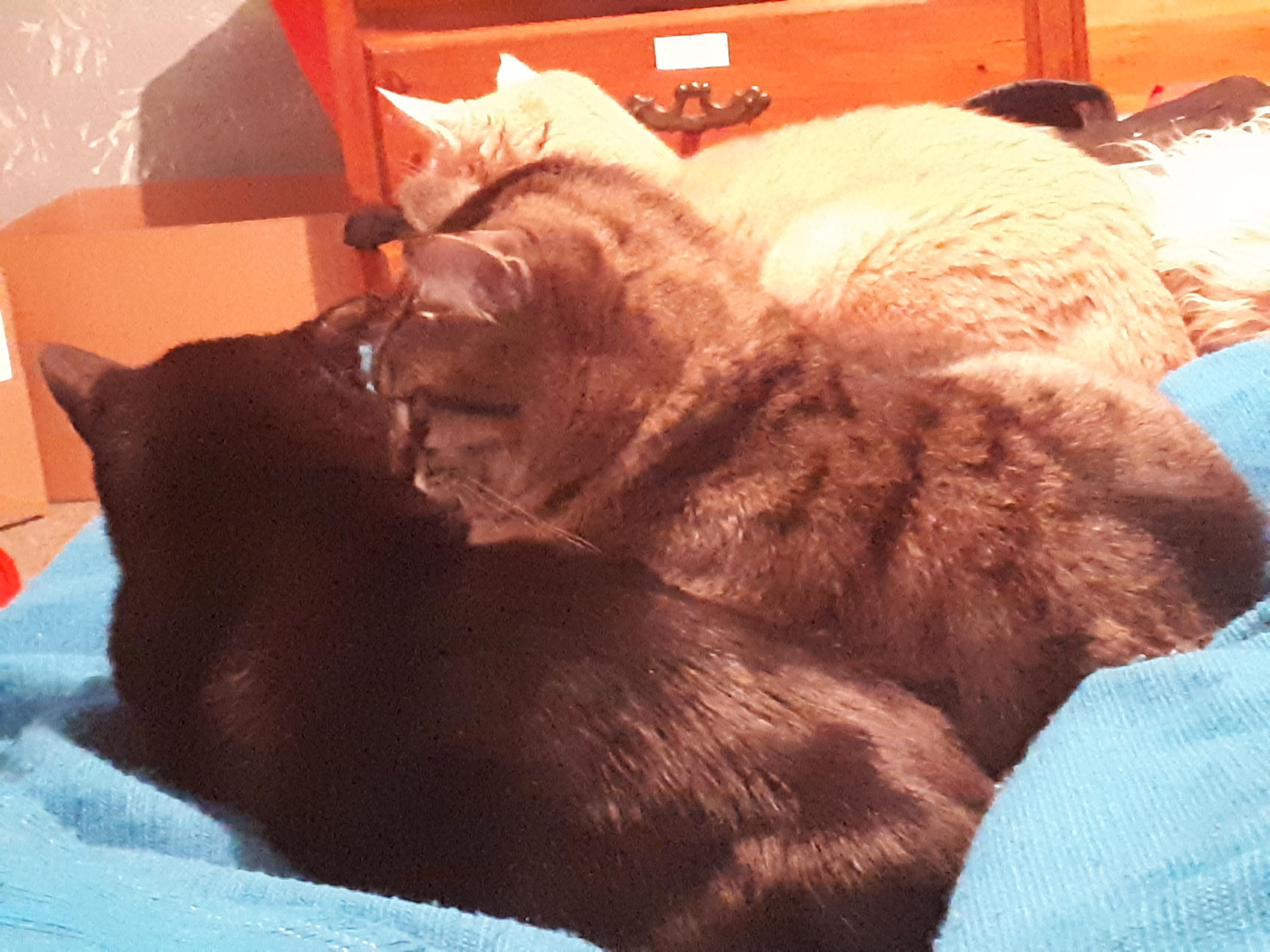 A cat pile | Scrolller