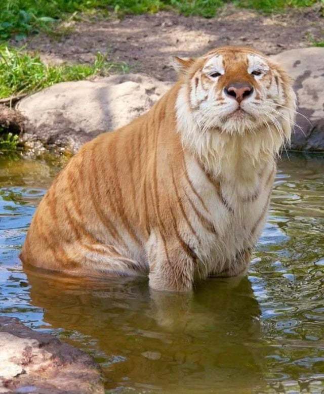 A Chonky, Adorable Tiger! | Scrolller