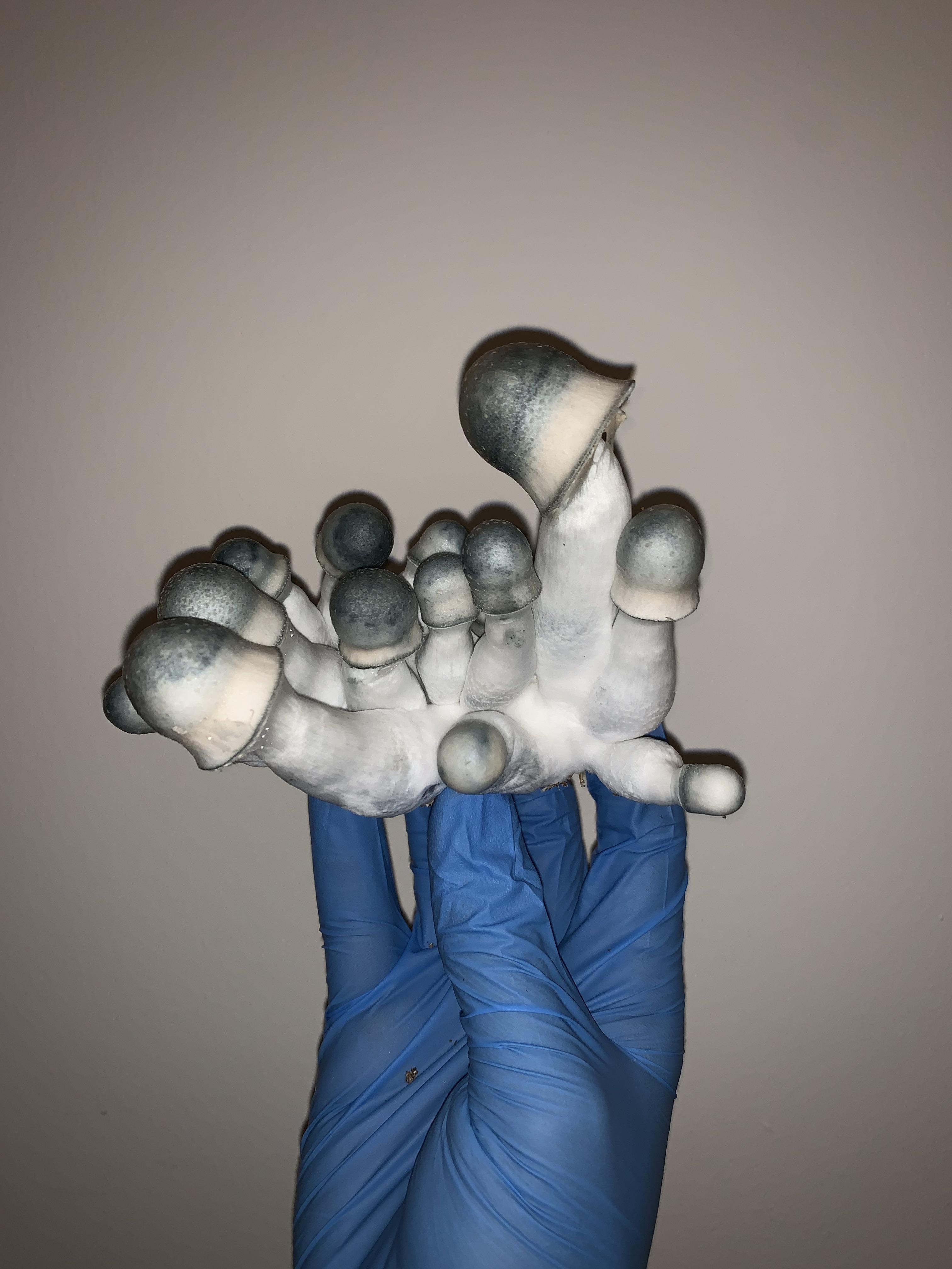 A cluster of APE 2nd Flush | Scrolller