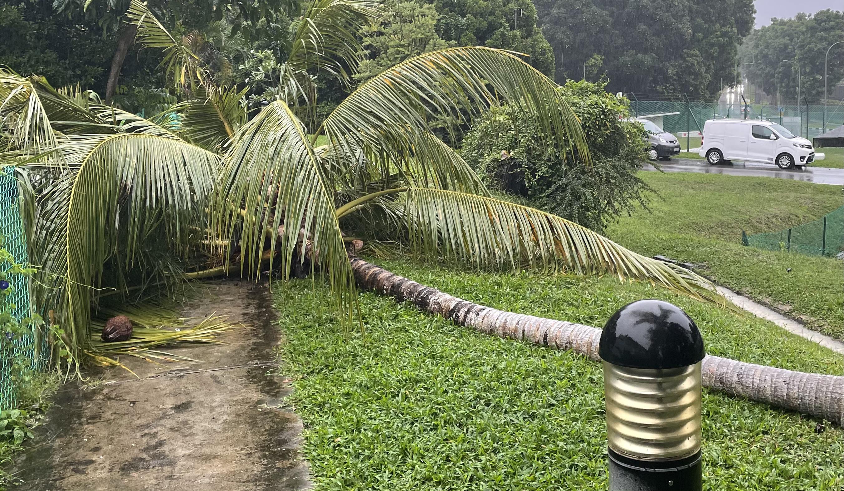 A coconut tree toppled near my place, and I harvested quite a few old coconuts. Is coconut husk ...