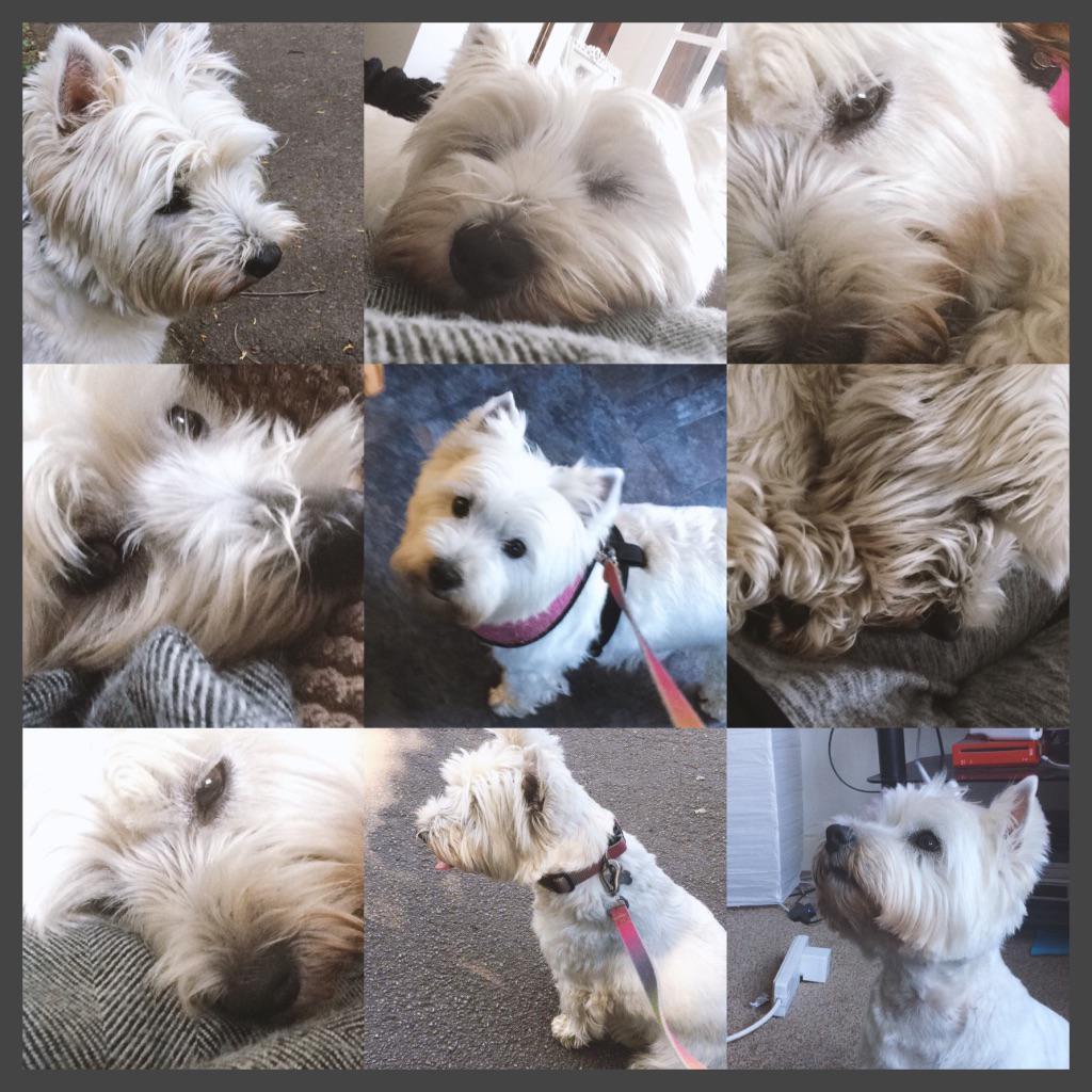 A collage of my westie, Daisy over the years! | Scrolller