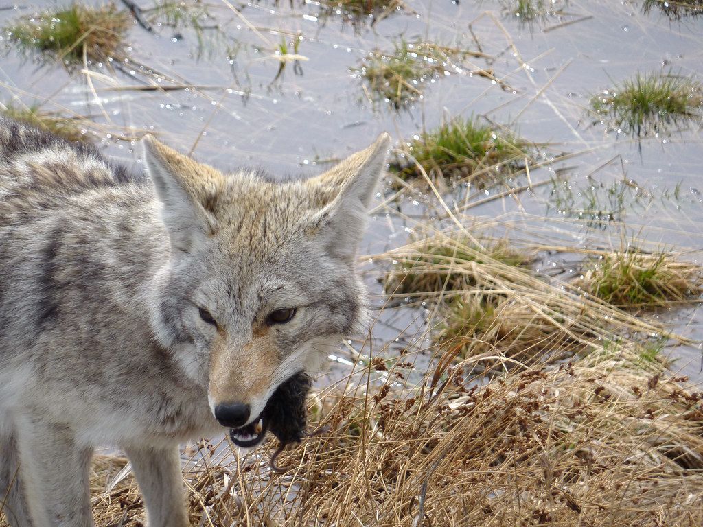 A coyote caught a vole | Scrolller