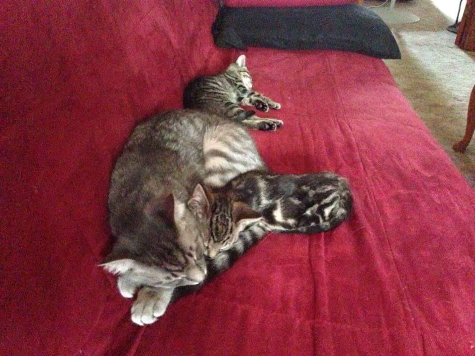 A cuddle puddle with a little splash | Scrolller