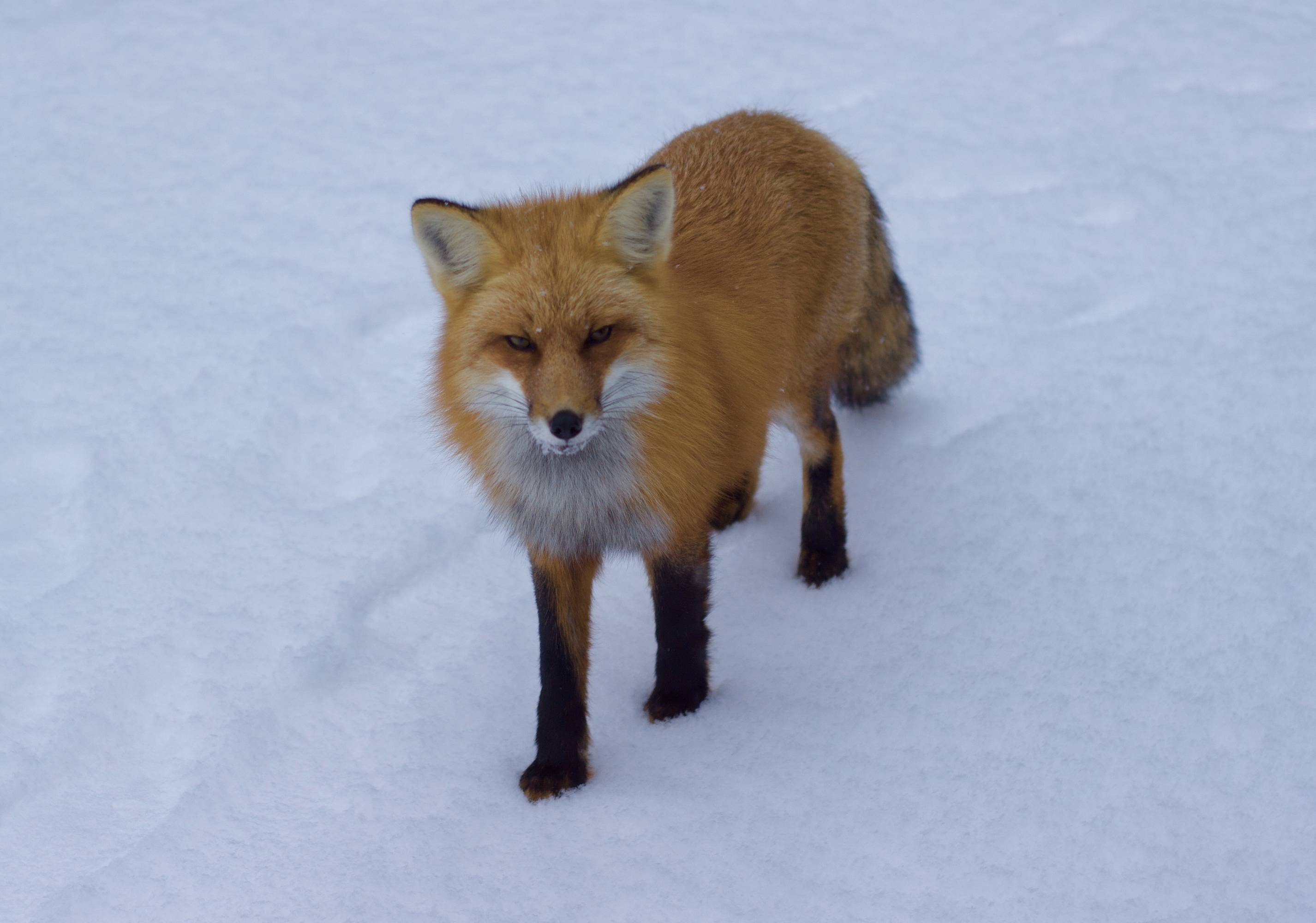 A curious friend! [OC] 🦊 | Scrolller