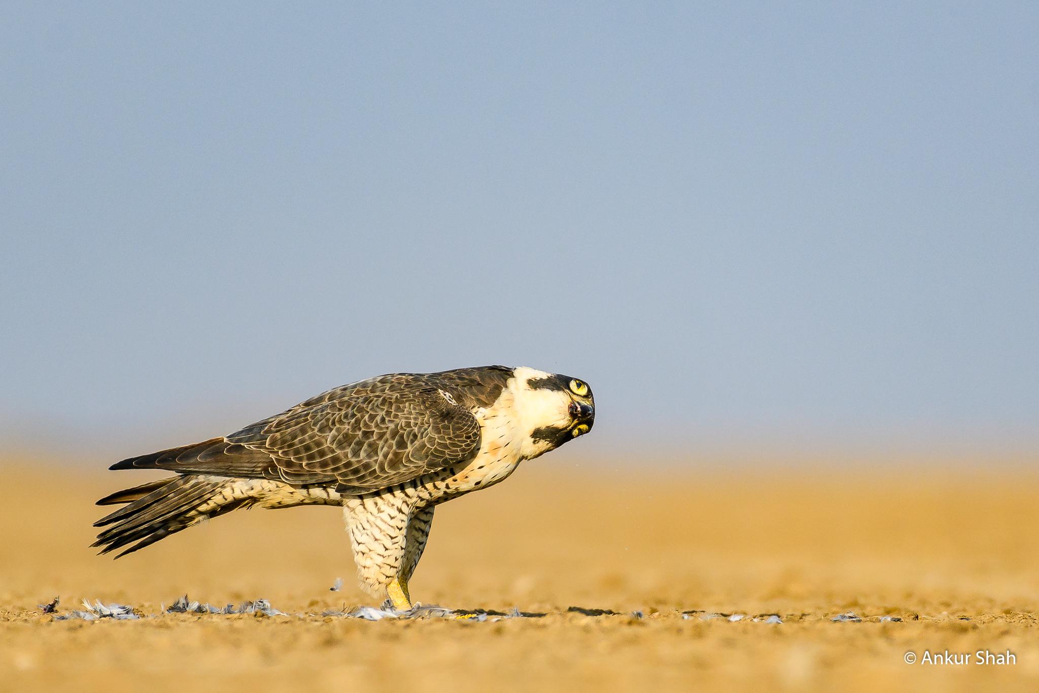 A Curious Peregrine Falcon | Scrolller
