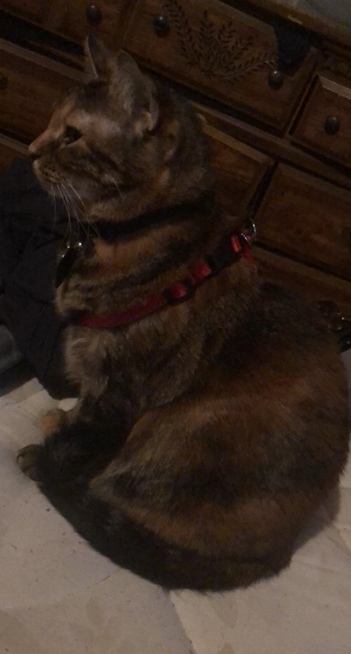 A cute cat harness training | Scrolller