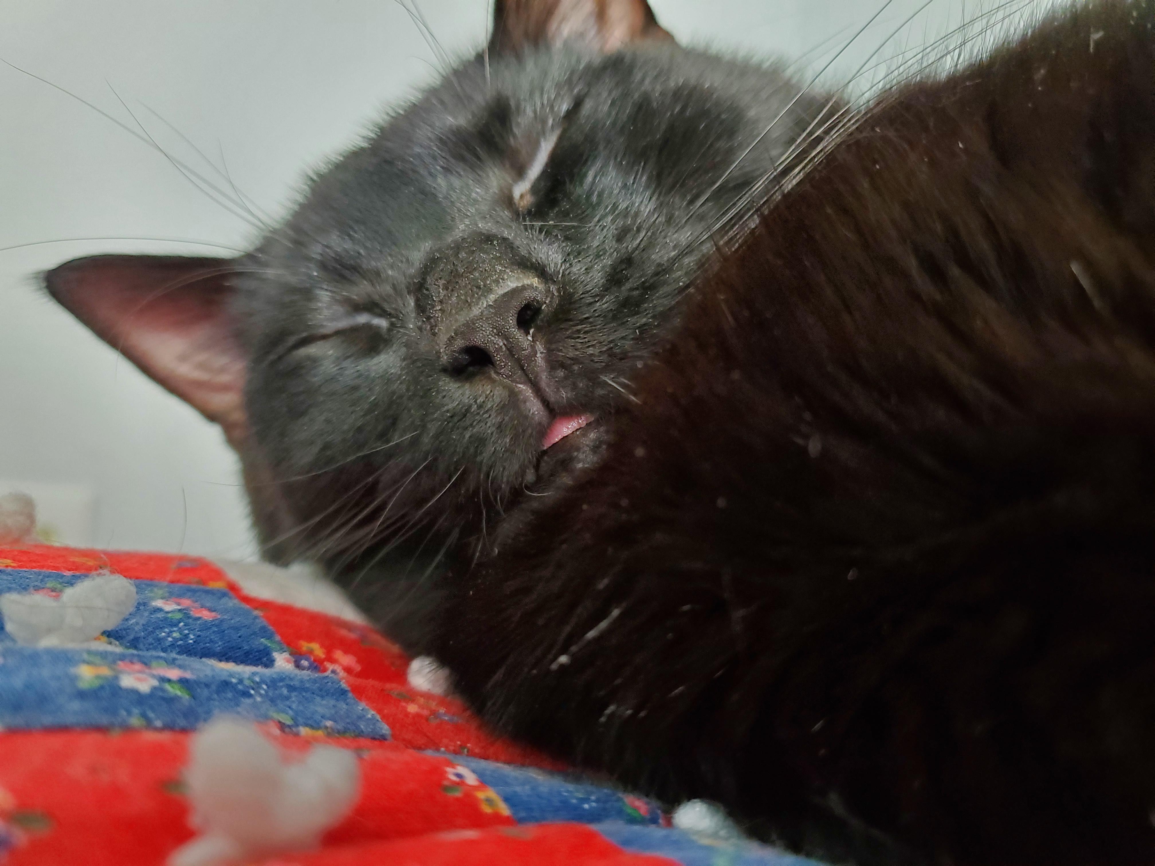 A Derpy Blep | Scrolller