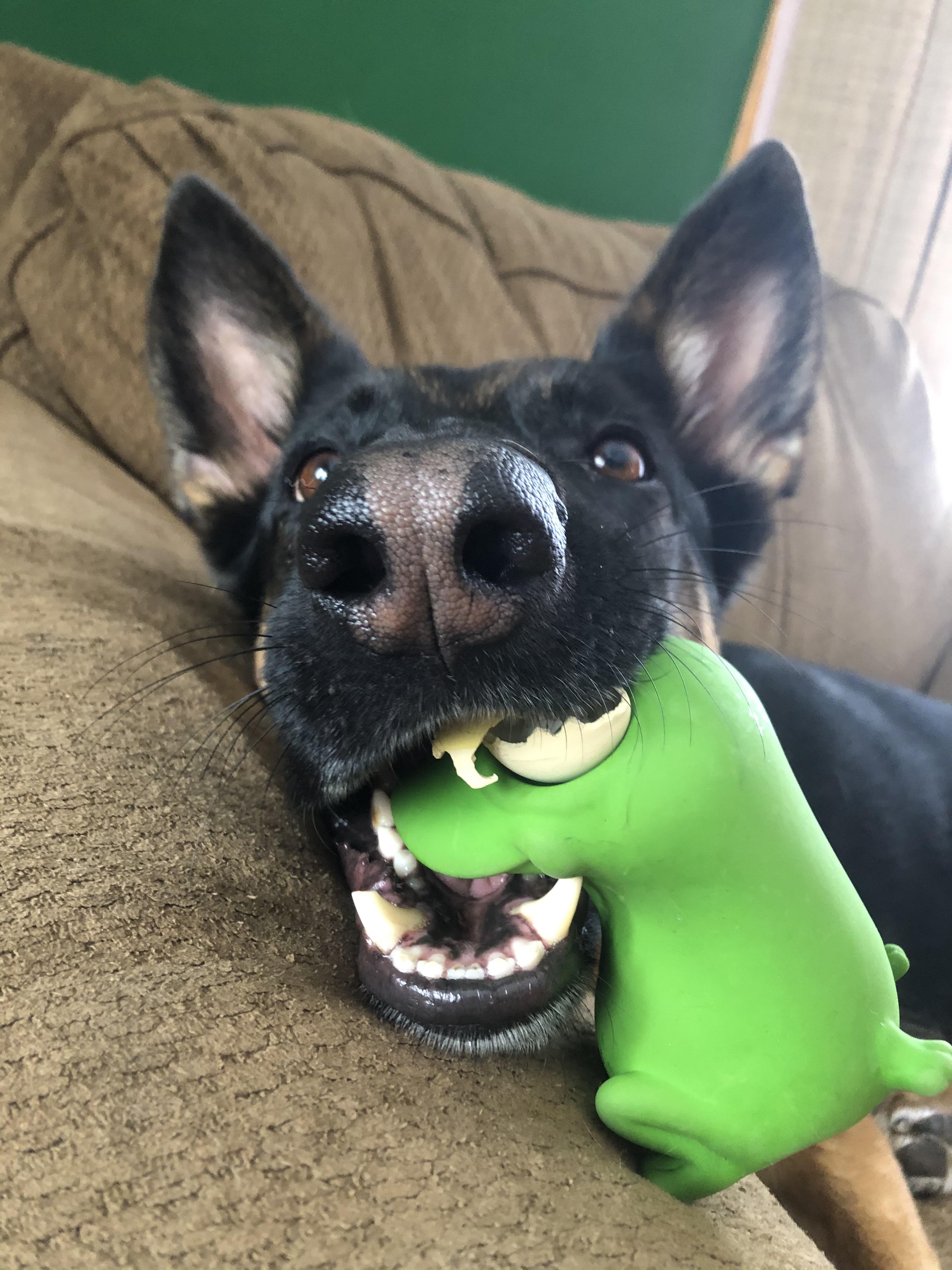 A dog and her frog: a romance | Scrolller