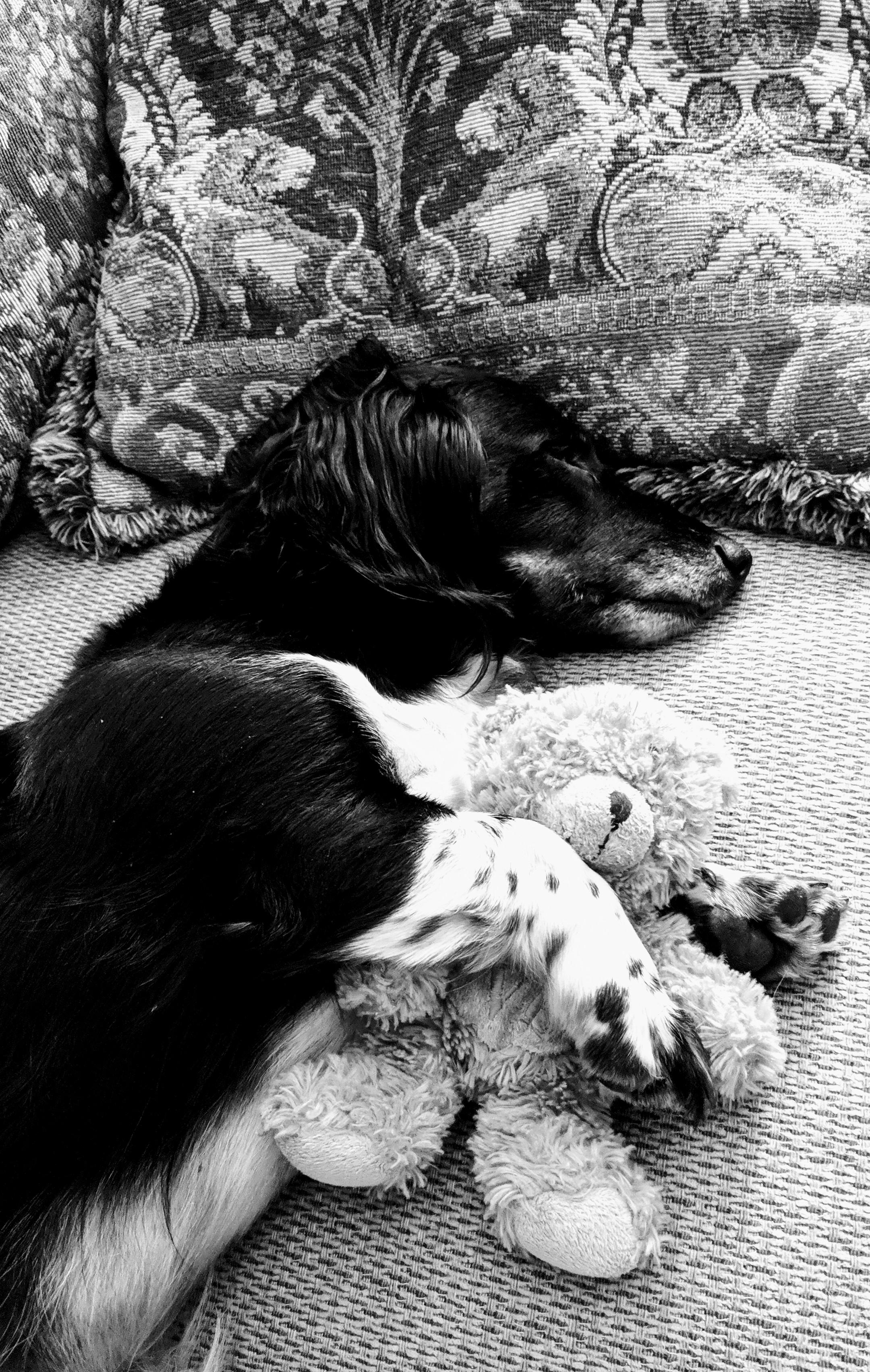 A dog and his bear | Scrolller