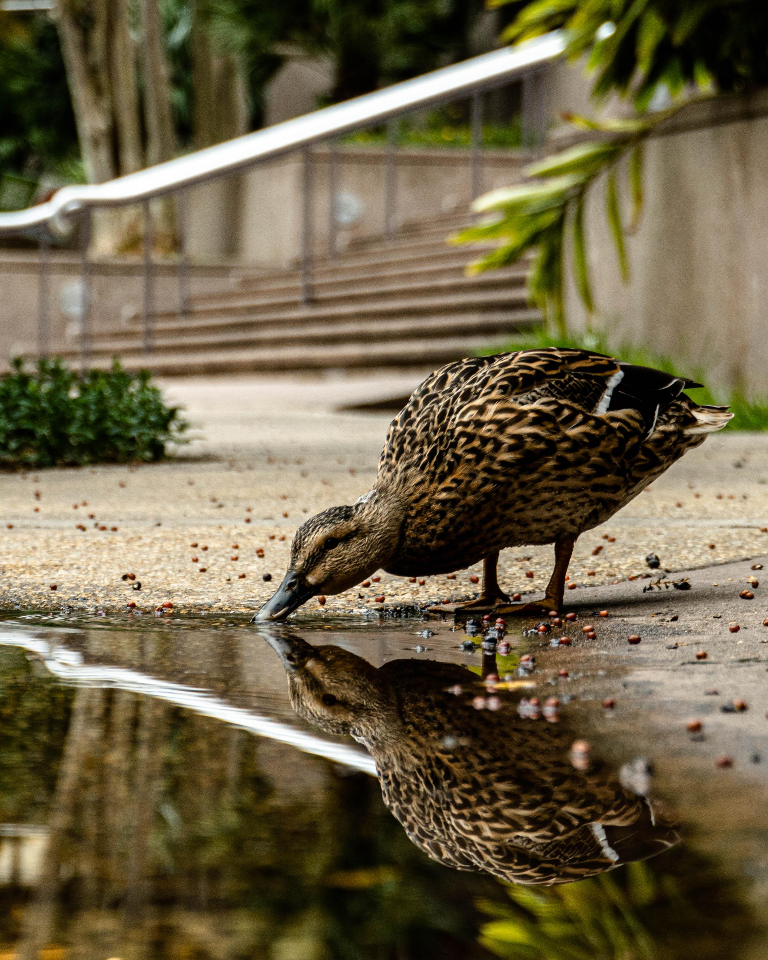 A Drink by The Riverwalk | Scrolller
