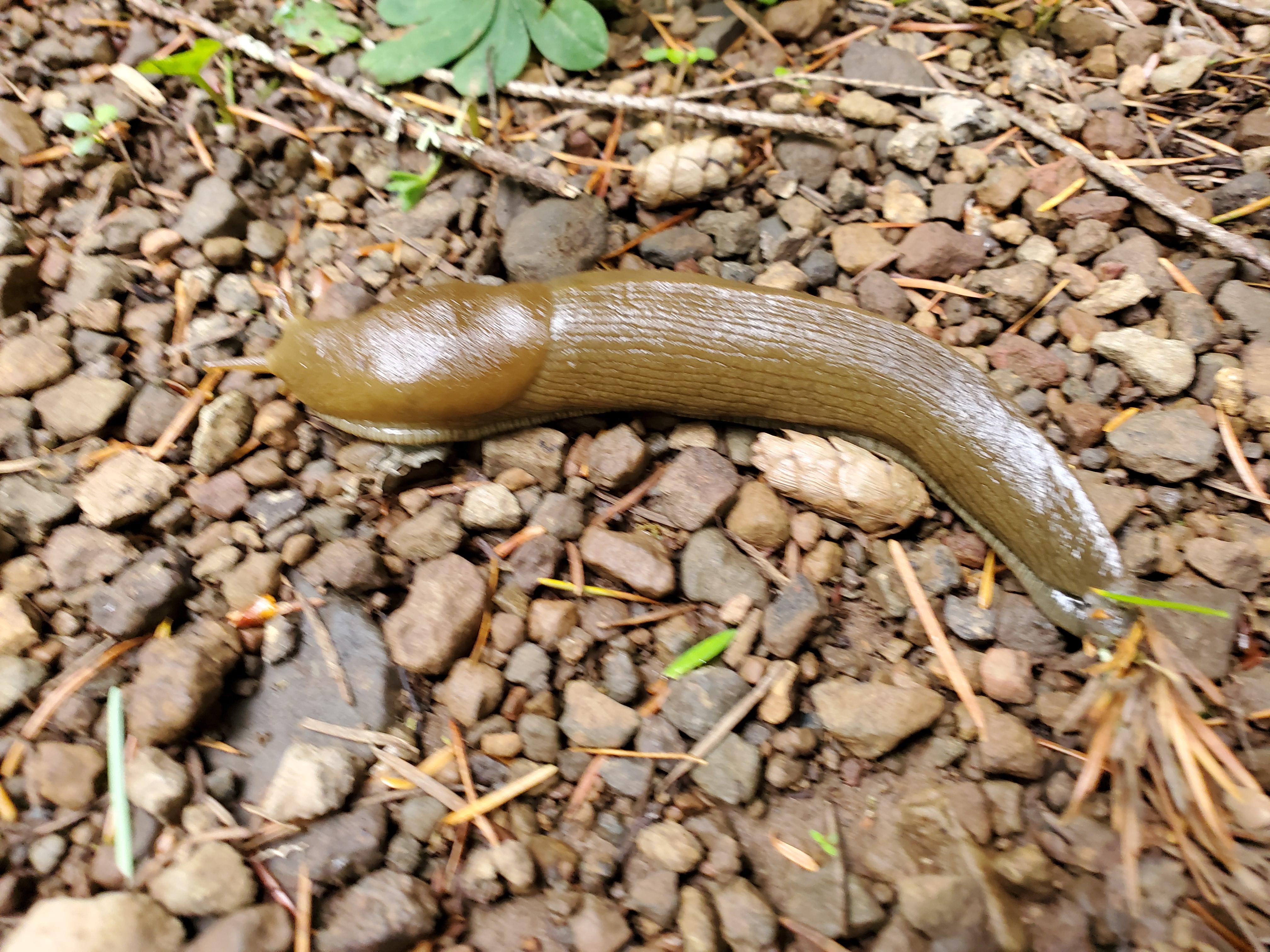 A fine specimen of the Banana slug! | Scrolller