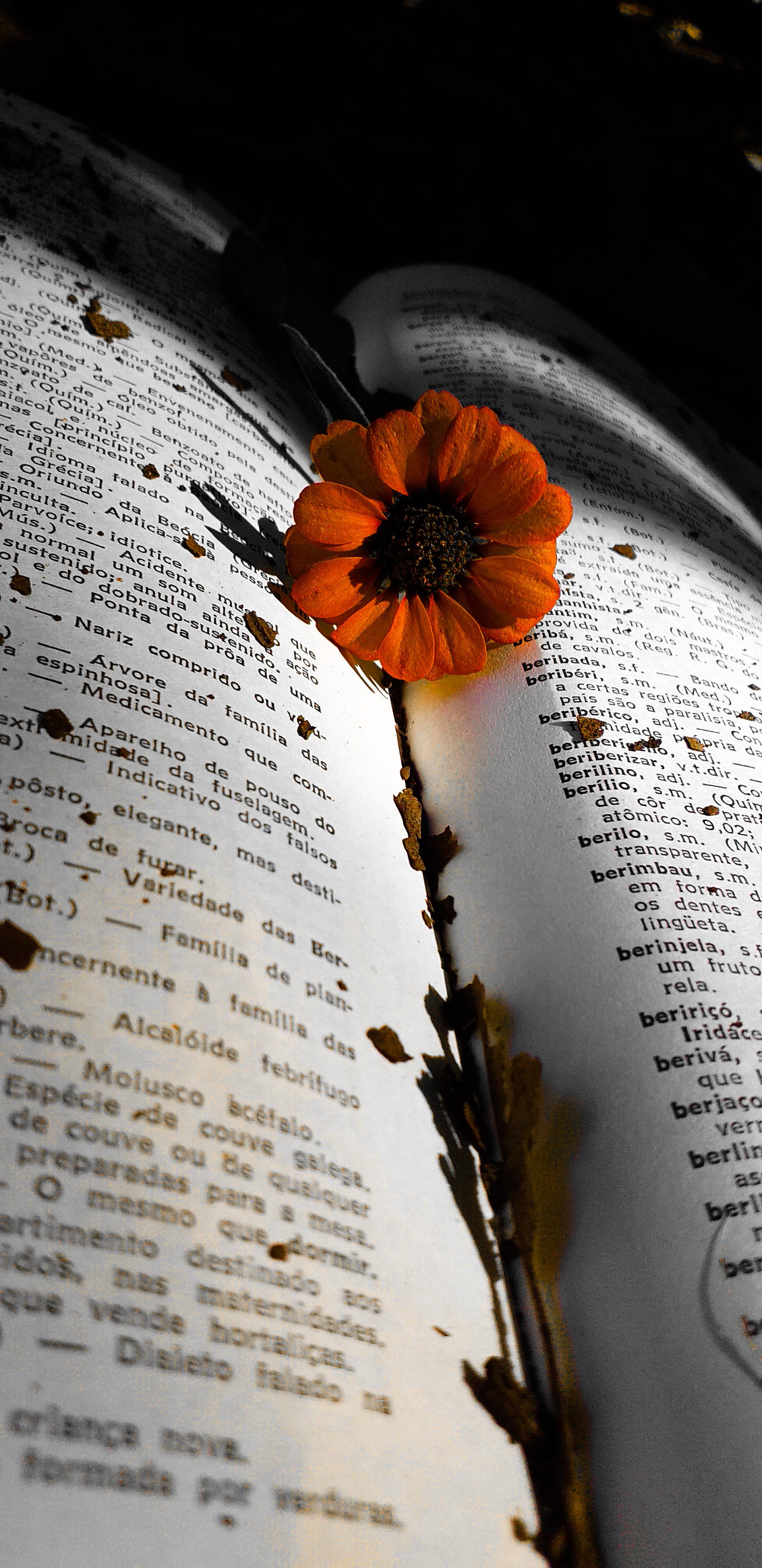 A flower in book | Scrolller
