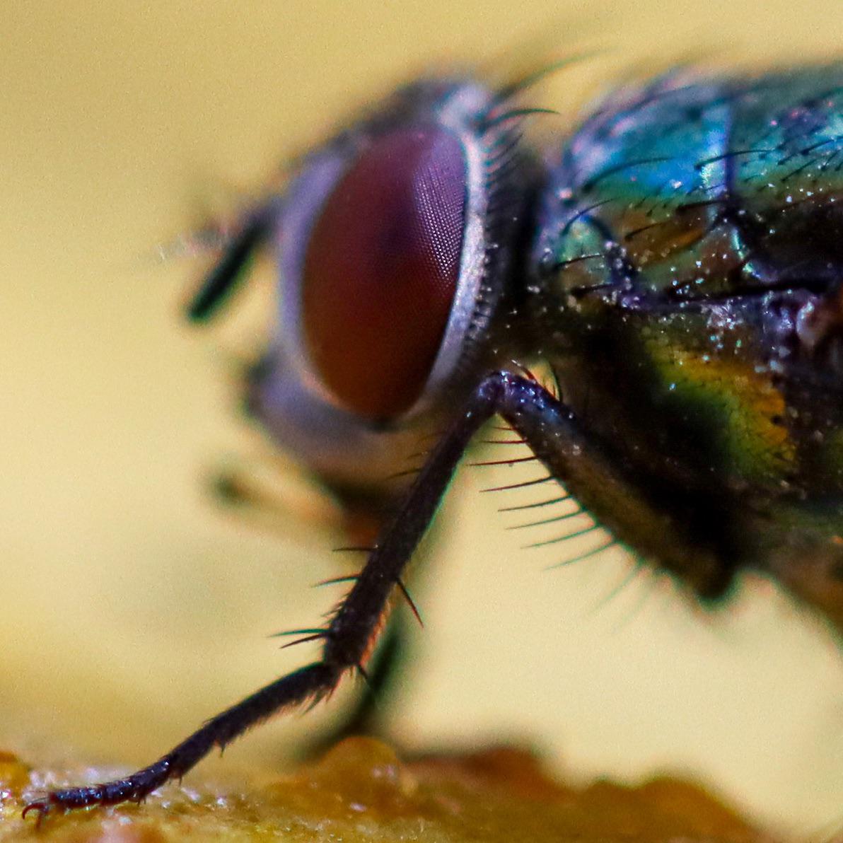 A fly enjoying some leftovers | Scrolller