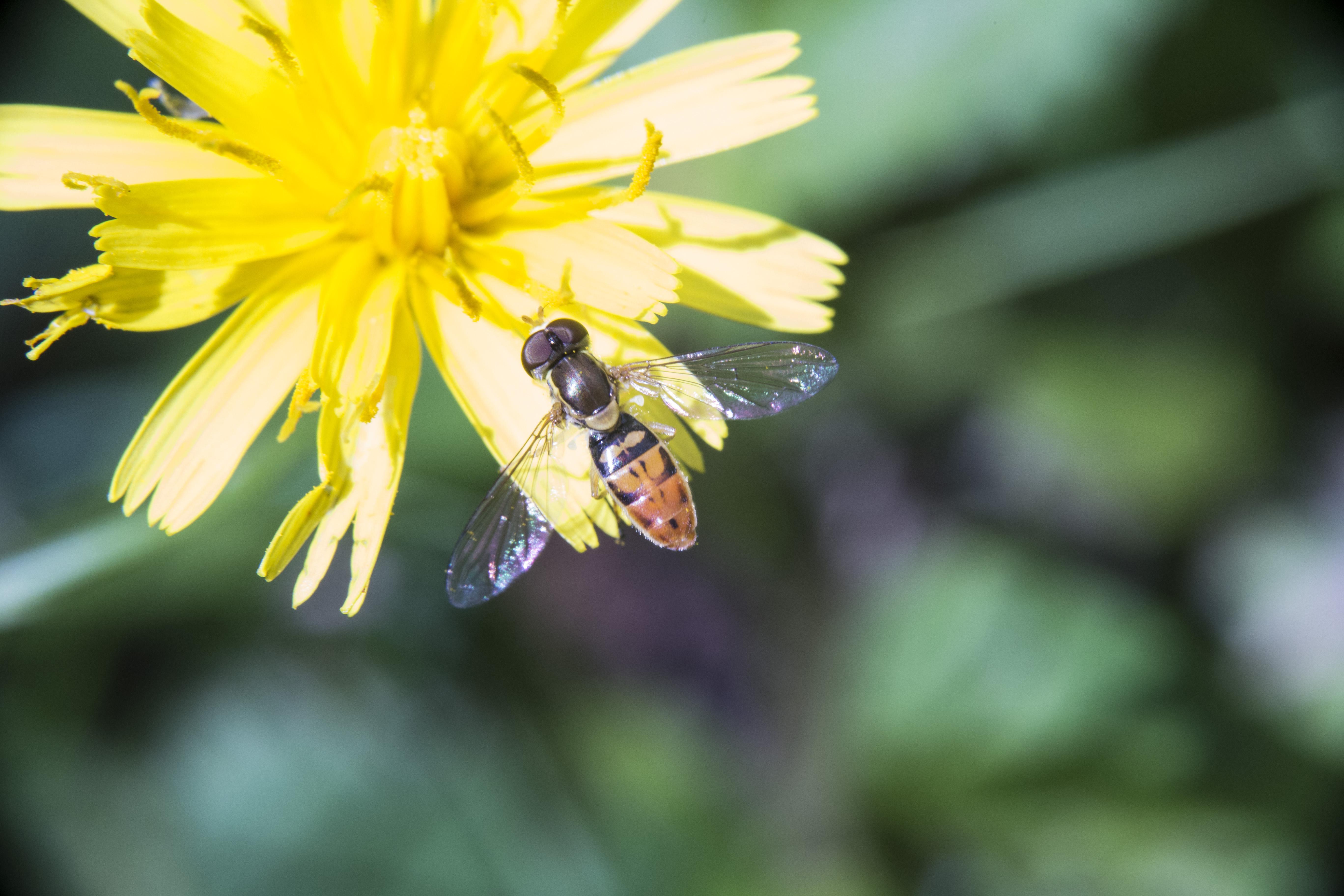 A fly of some kind | Scrolller