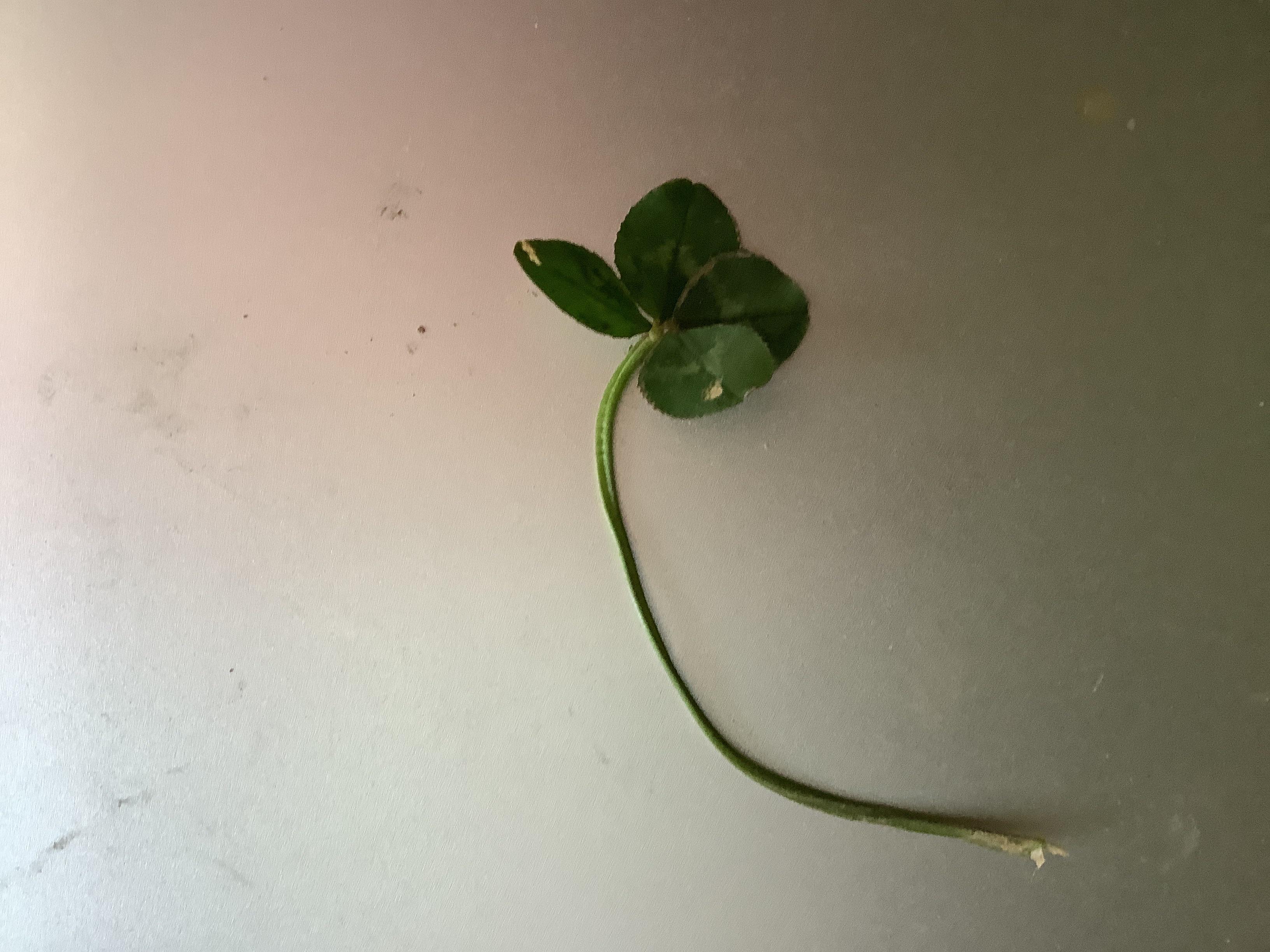 A four leaf clover! You are lucky today! | Scrolller