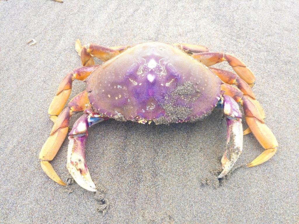 🔥 A freshly molted crab | Scrolller