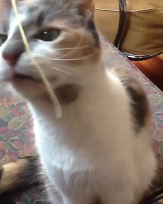 A friend of mine puts a noodle on her cat Cosmo's head. | Scrolller